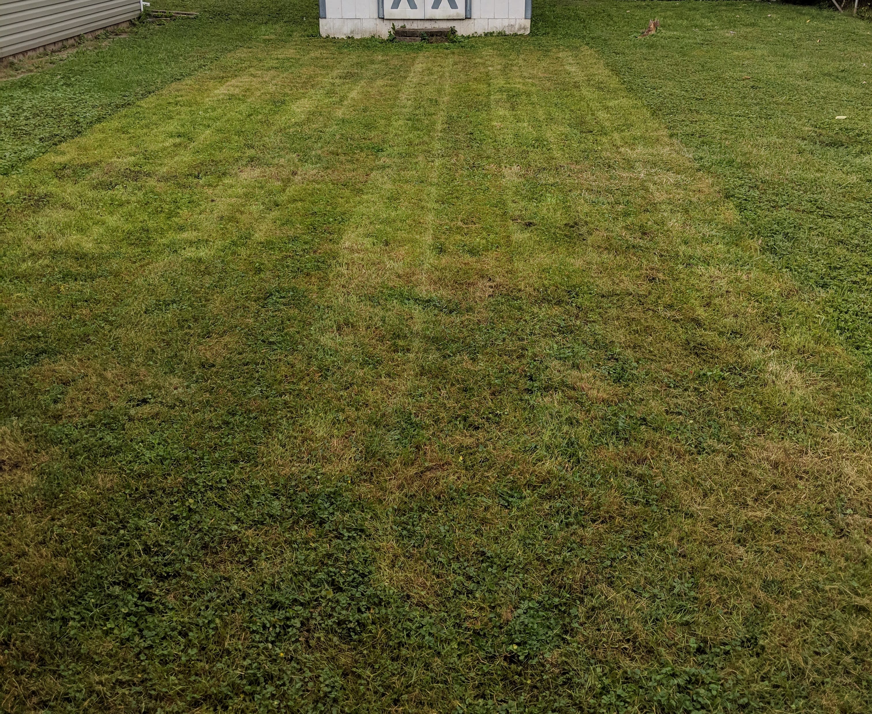 How to Dethatch Your Lawn - Dengarden