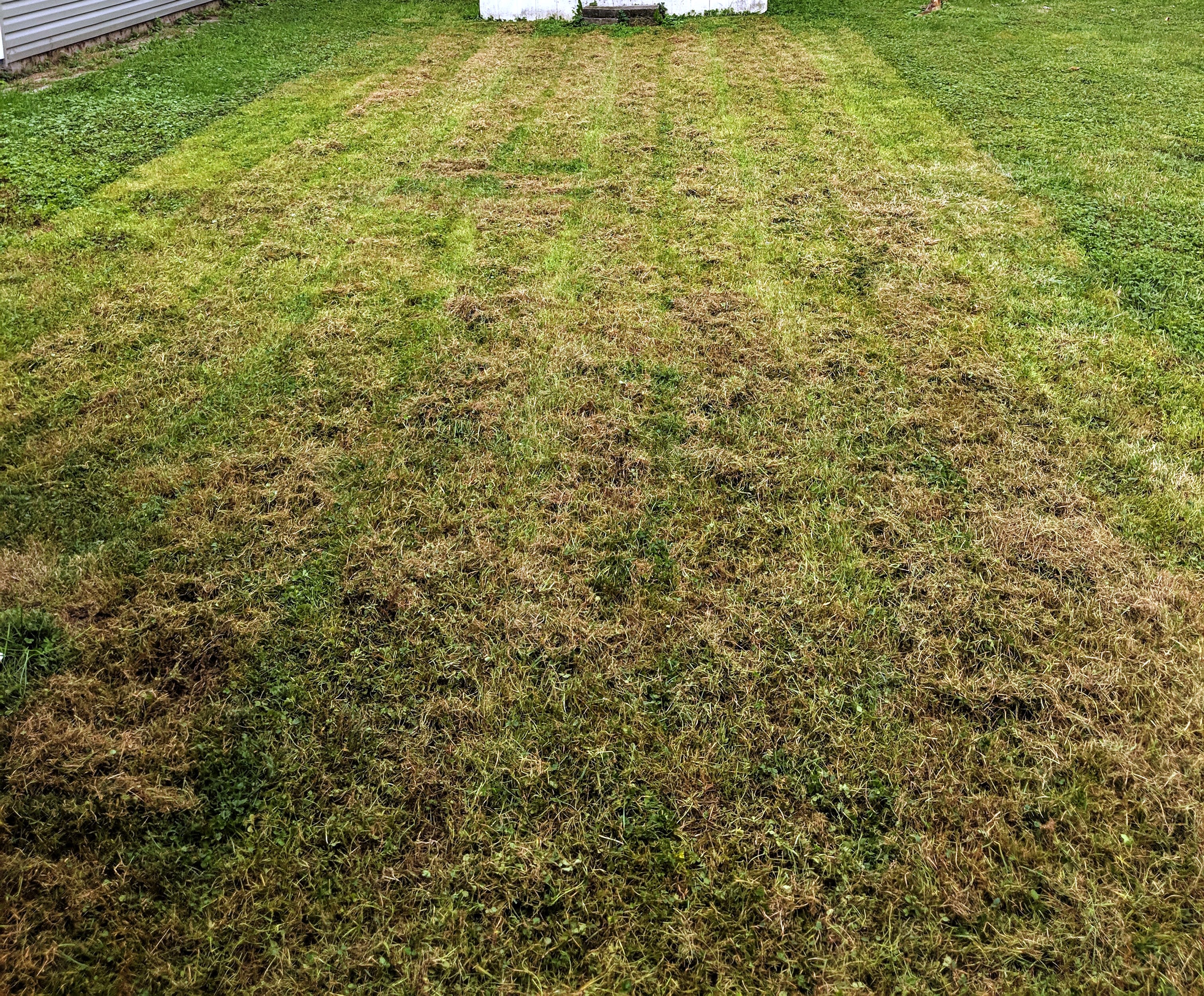 How to Dethatch Your Lawn