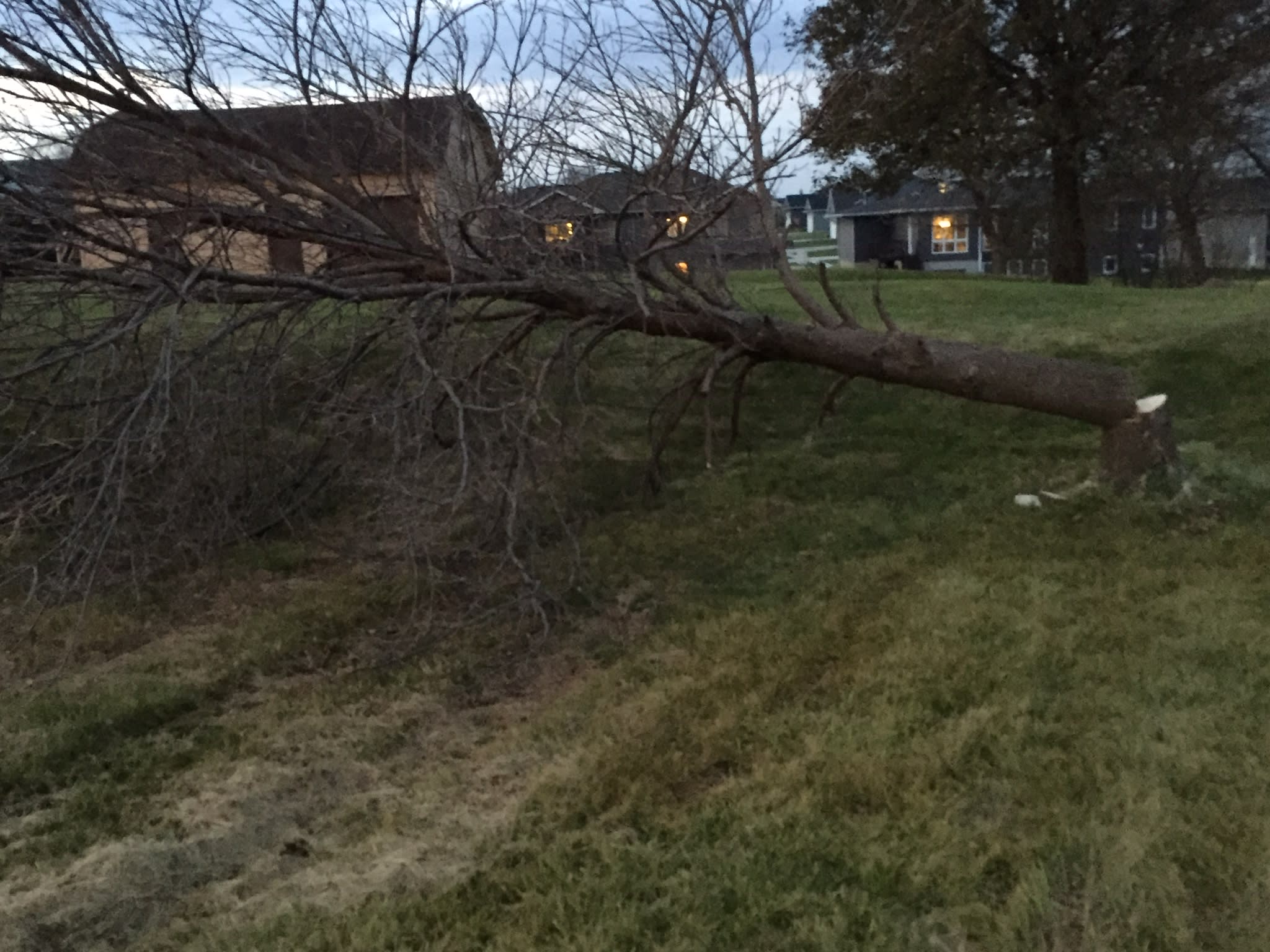 Why and When You Should Remove Tree Limbs - Dengarden