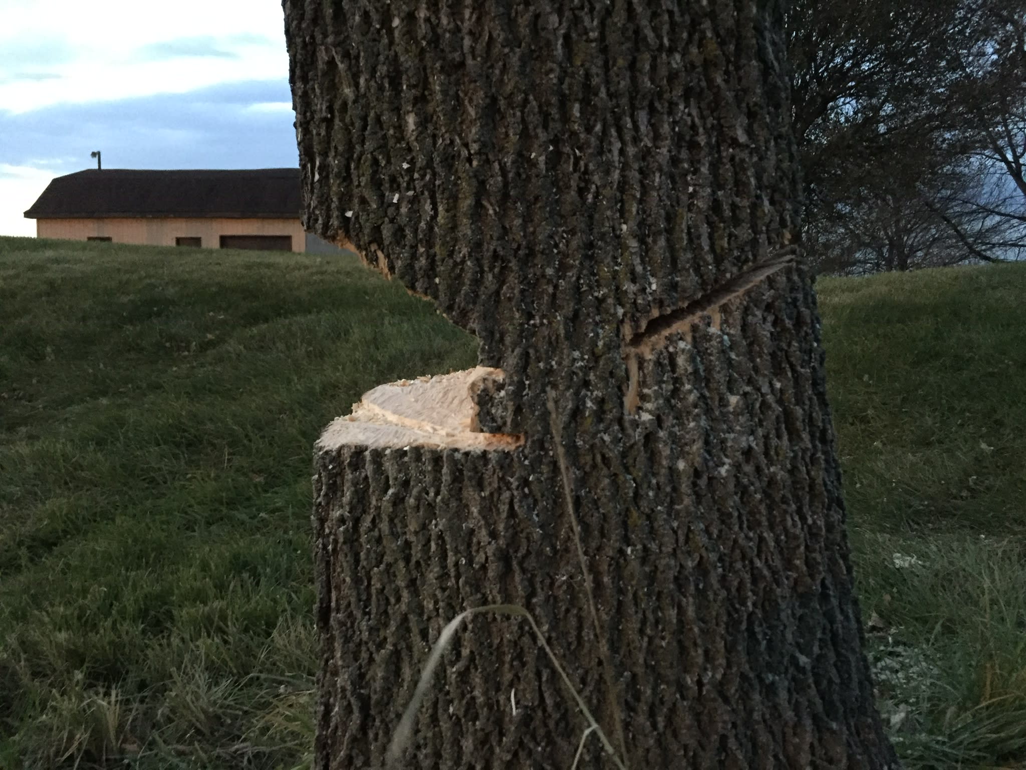 Why and When You Should Remove Tree Limbs - Dengarden