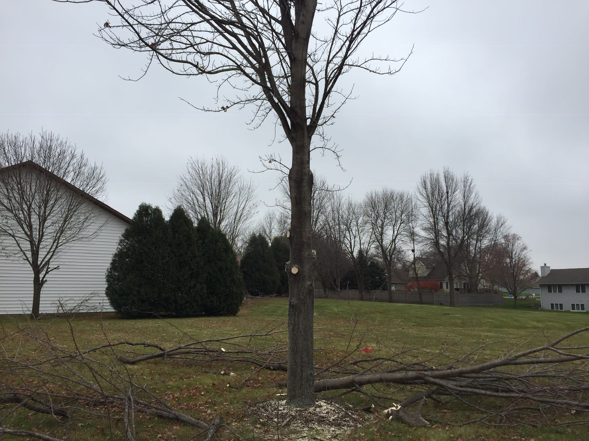 Why and When You Should Remove Tree Limbs - Dengarden