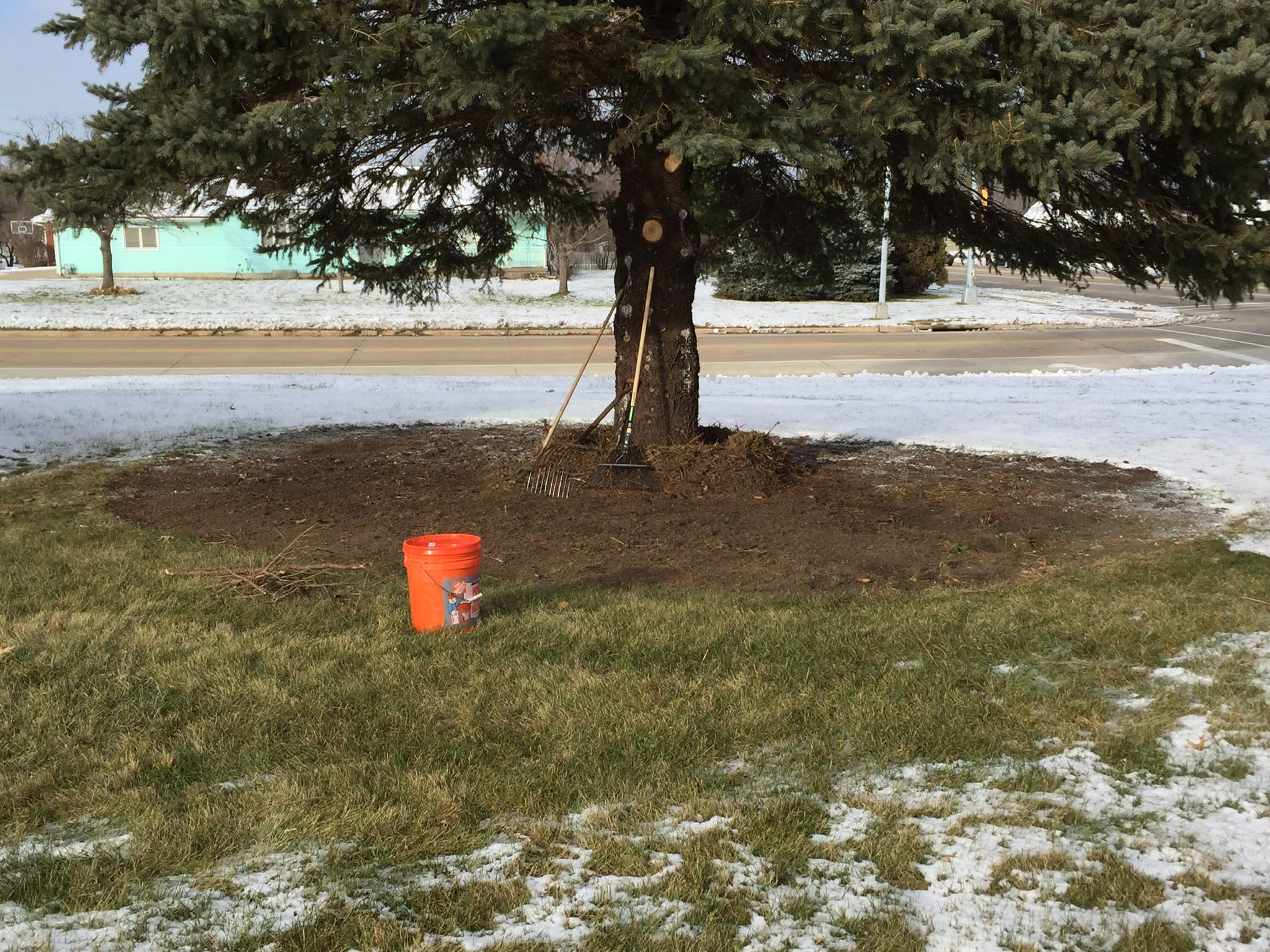 Why and When You Should Remove Tree Limbs - Dengarden