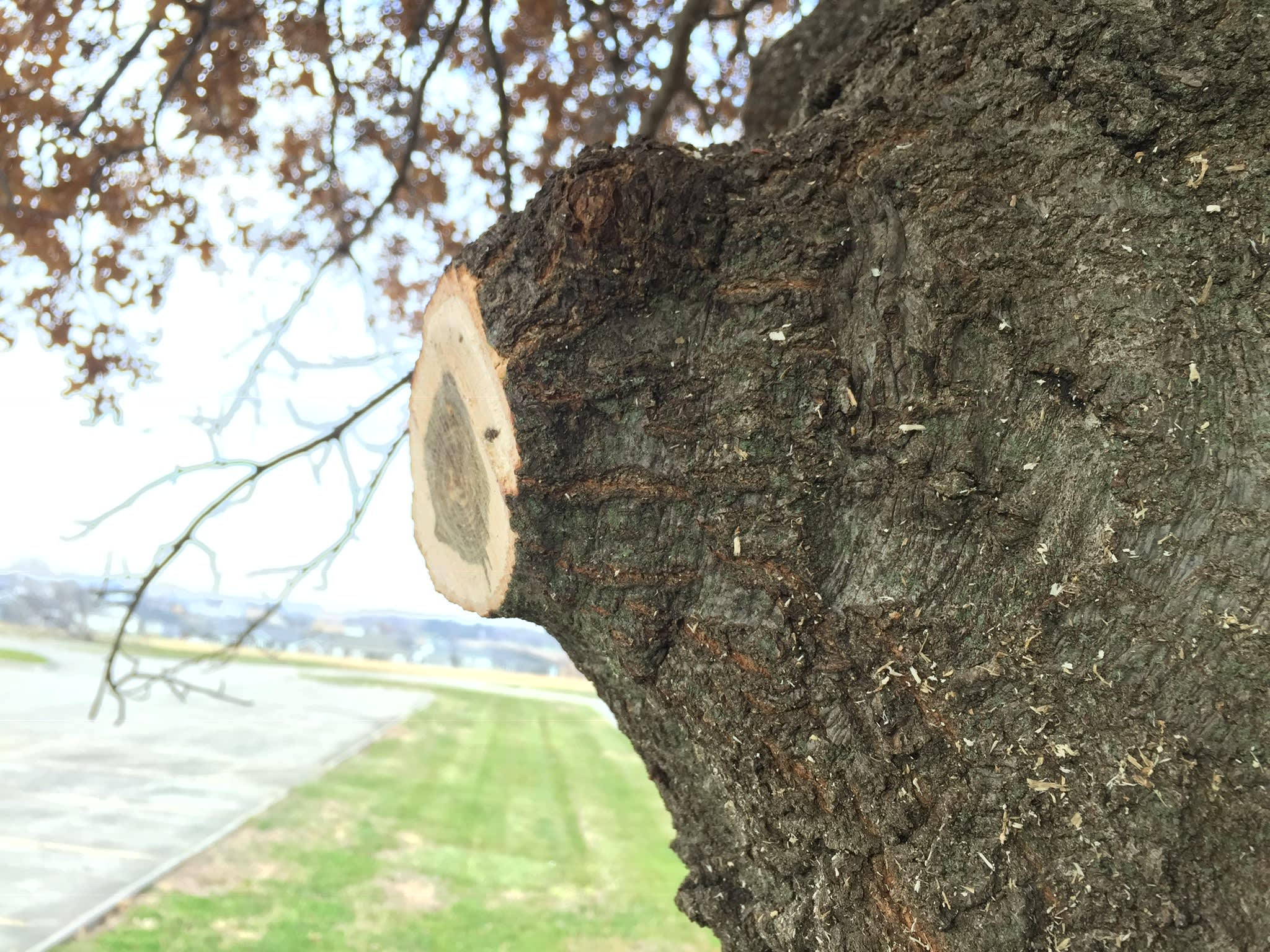 Why and When You Should Remove Tree Limbs - Dengarden