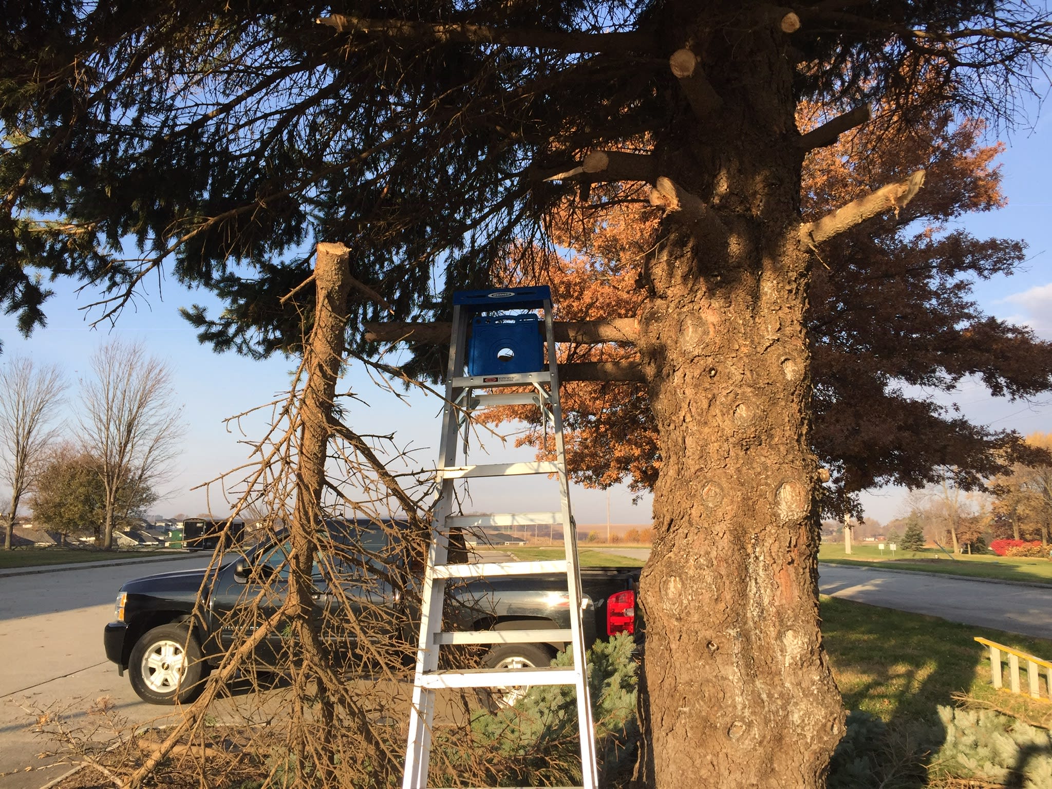Why and When You Should Remove Tree Limbs - Dengarden