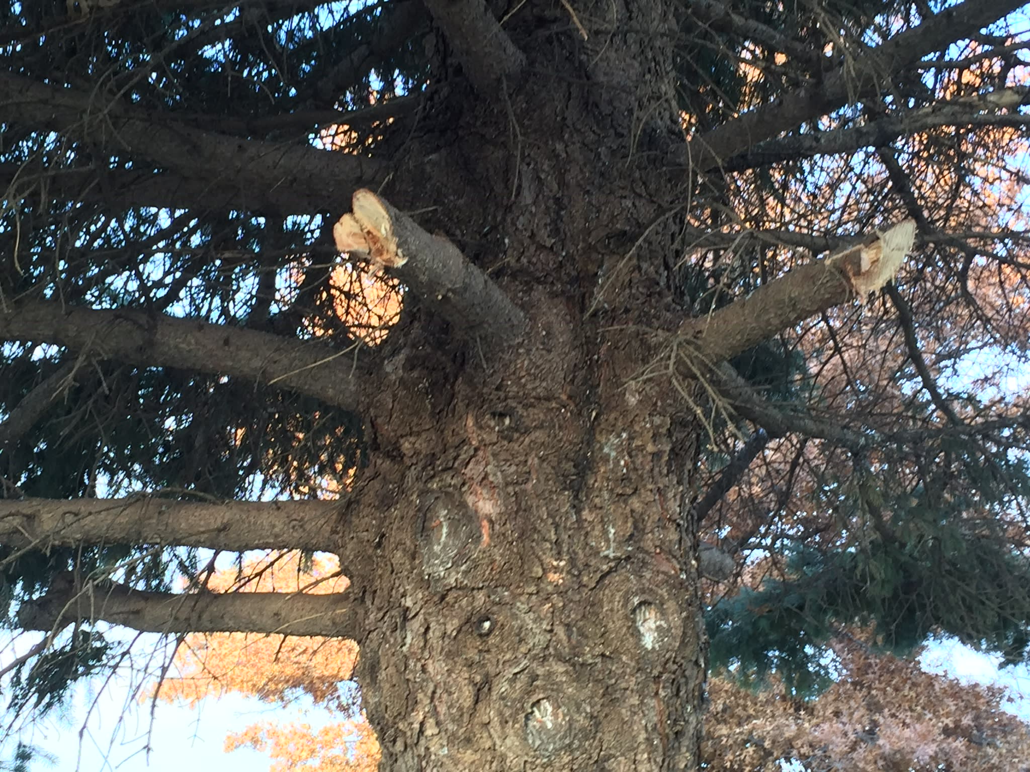 Why and When You Should Remove Tree Limbs - Dengarden