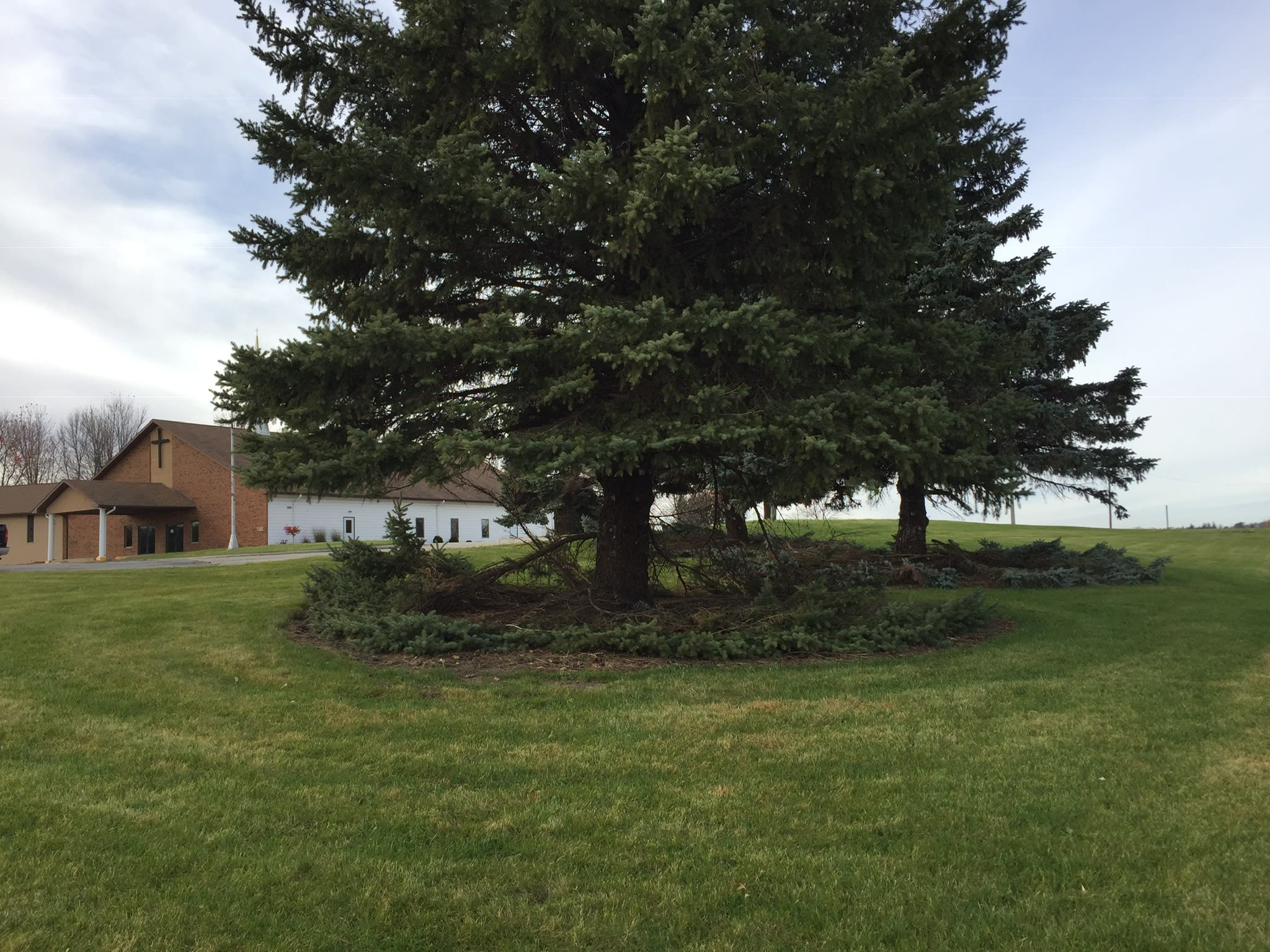 Why and When You Should Remove Tree Limbs - Dengarden