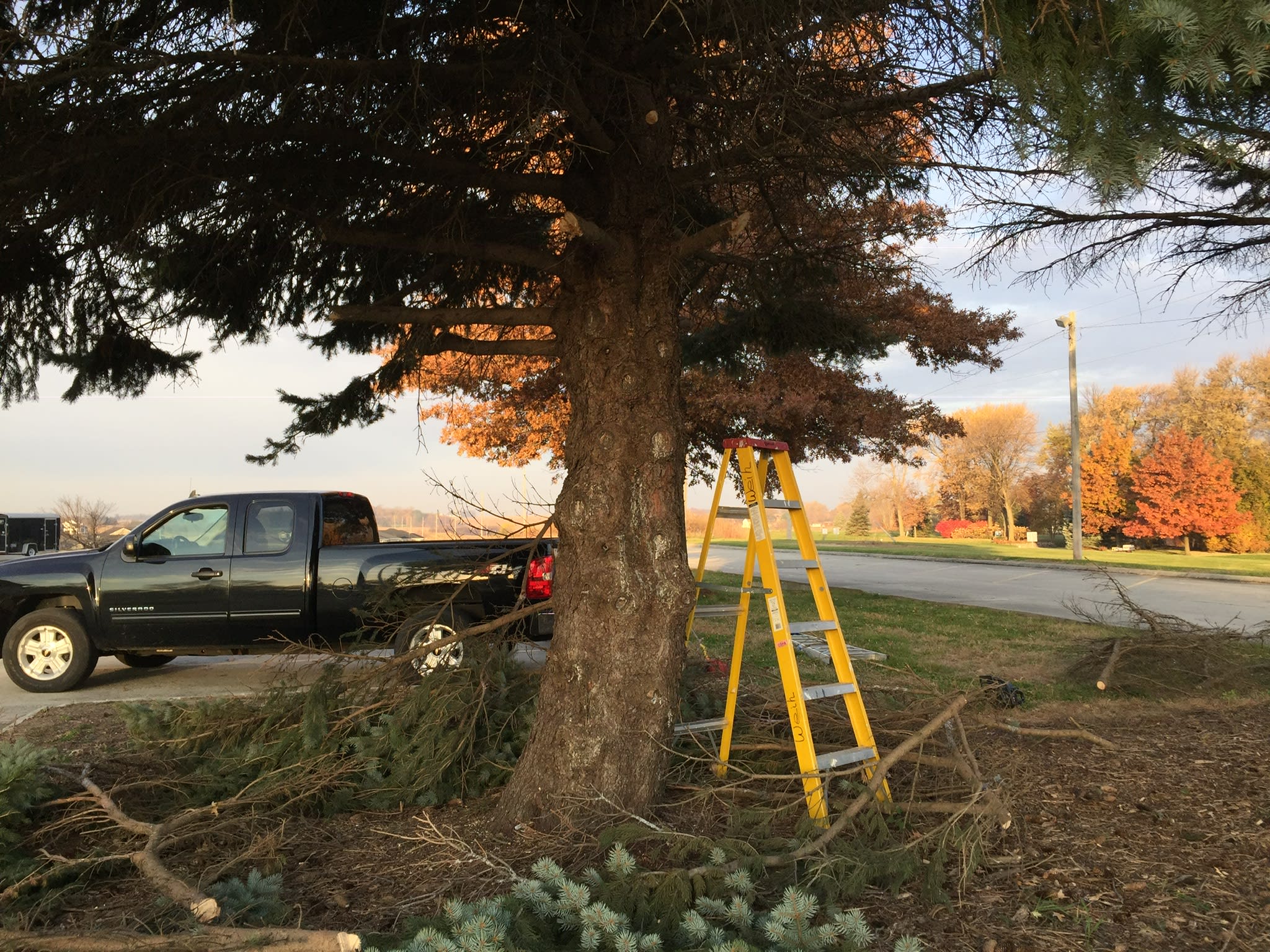 Why and When You Should Remove Tree Limbs - Dengarden