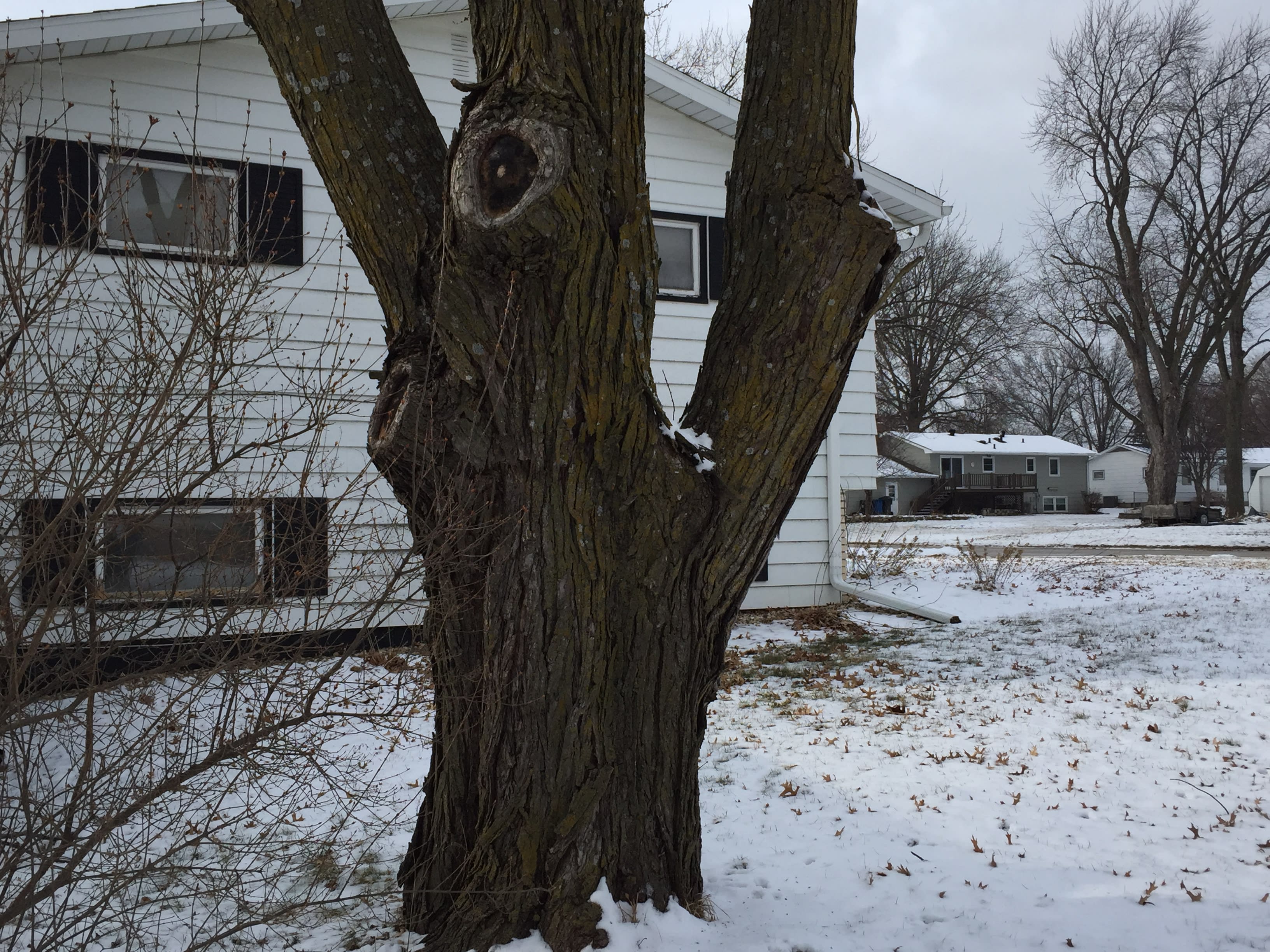 Why and When You Should Remove Tree Limbs - Dengarden