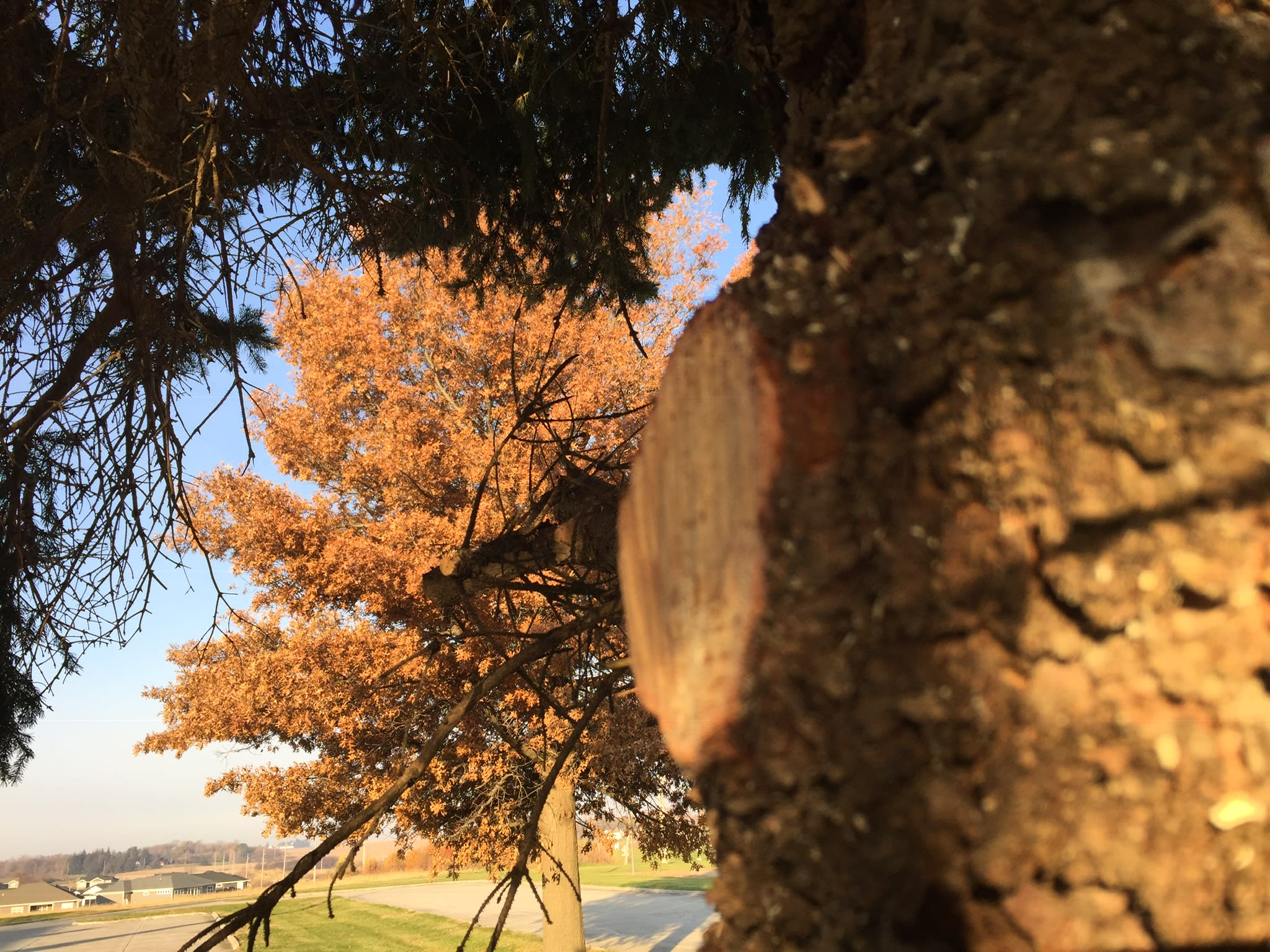 Why and When You Should Remove Tree Limbs - Dengarden