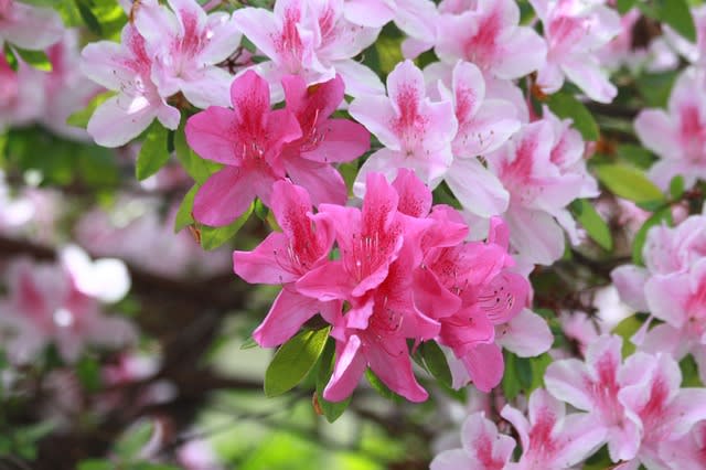 A Foolproof Guide on How to Grow Azaleas - Dengarden