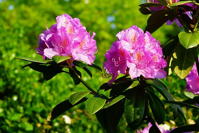 A Foolproof Guide on How to Grow Azaleas - Dengarden