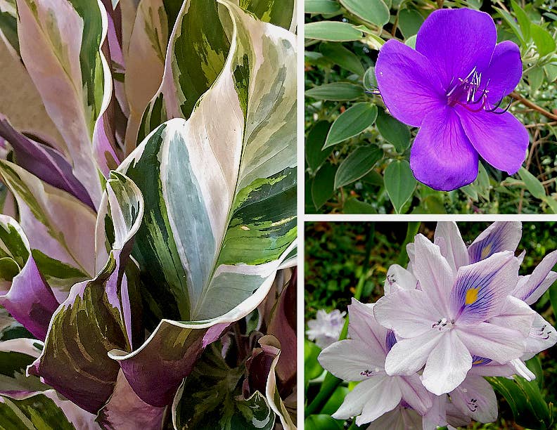 How to Plant a Garden With Purple Tropical Flowers - Dengarden