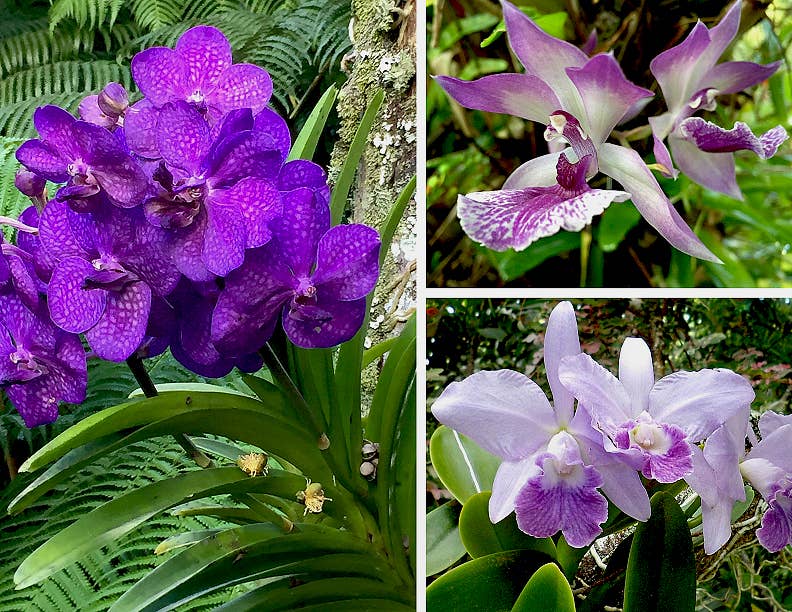 How to Plant a Garden With Purple Tropical Flowers - Dengarden