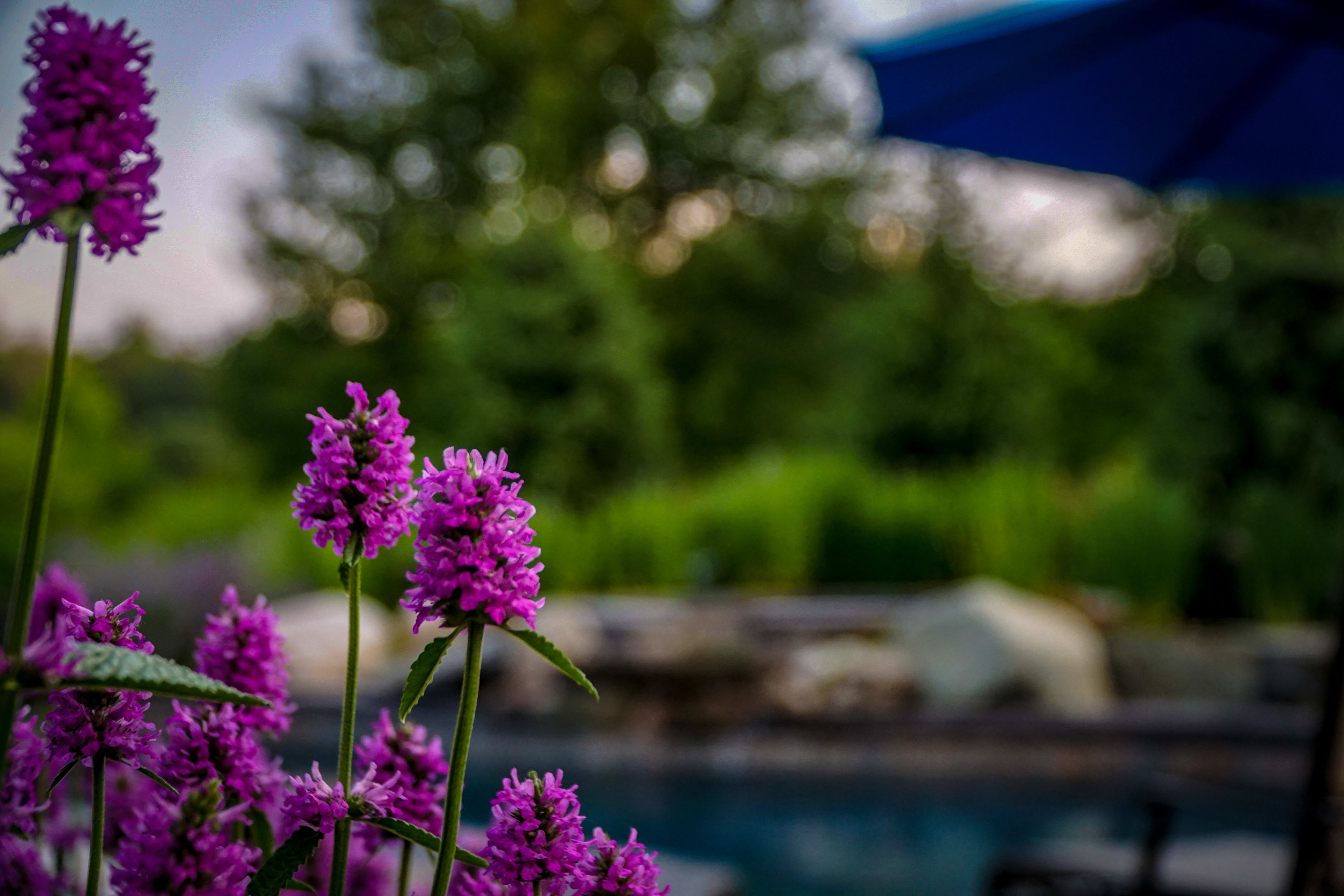 Great Plant Ideas for Your Poolside Landscape Design - Dengarden
