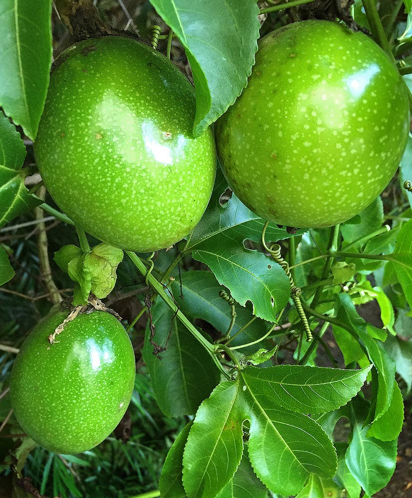 A Tropical Taste of Hawaii: Yellow Passion Fruit Liliko'i - Dengarden