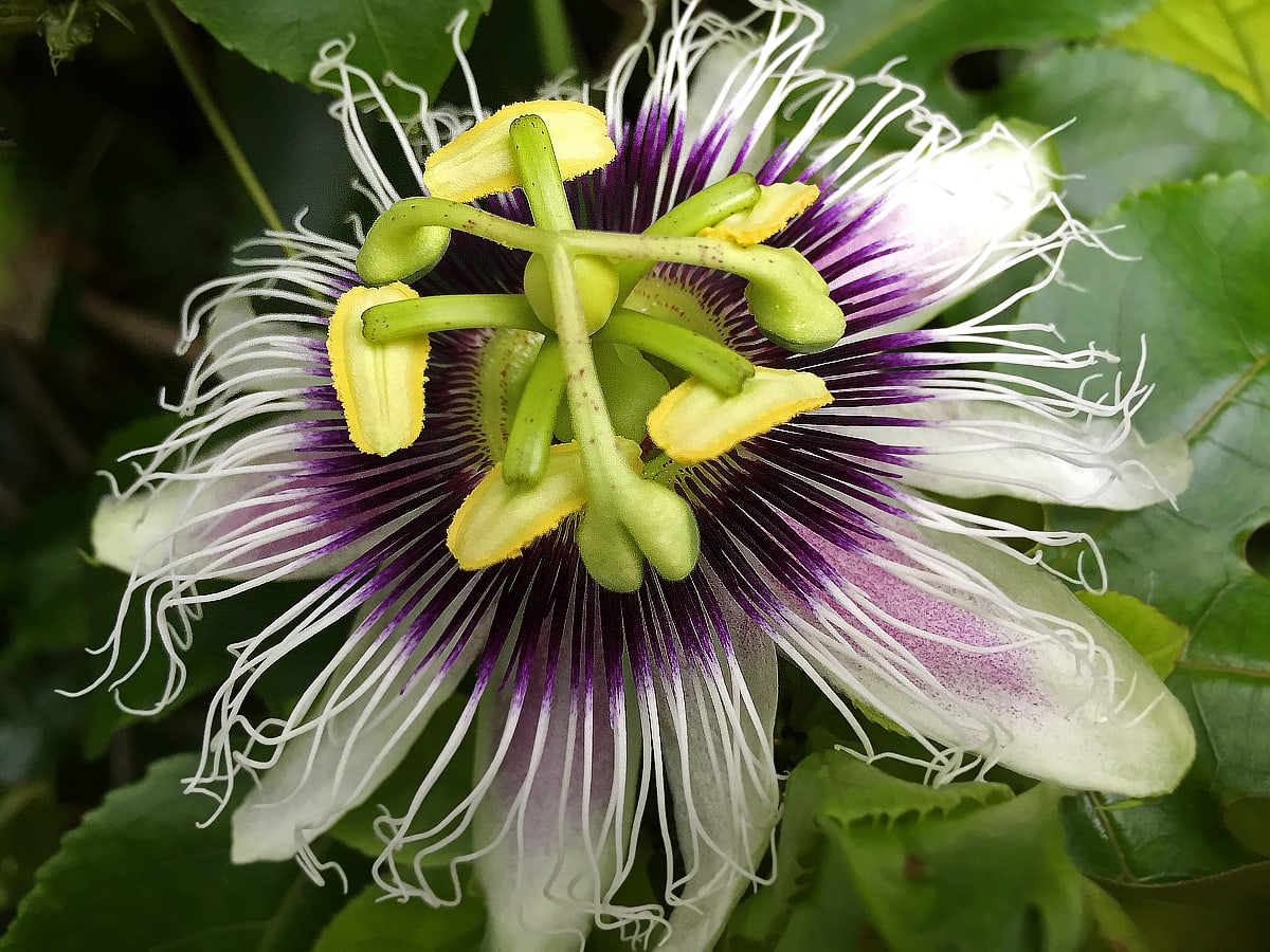 A Tropical Taste of Hawaii: Yellow Passion Fruit Liliko'i - Dengarden