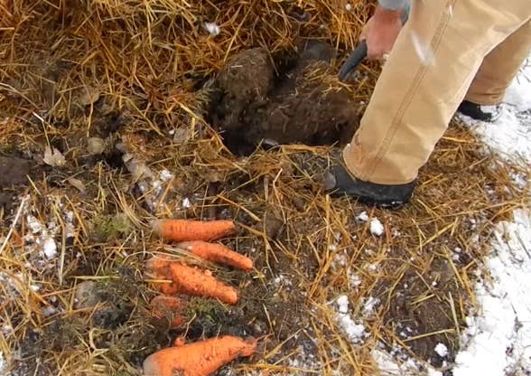 How to Overwinter Garden Carrots in the Ground - Dengarden