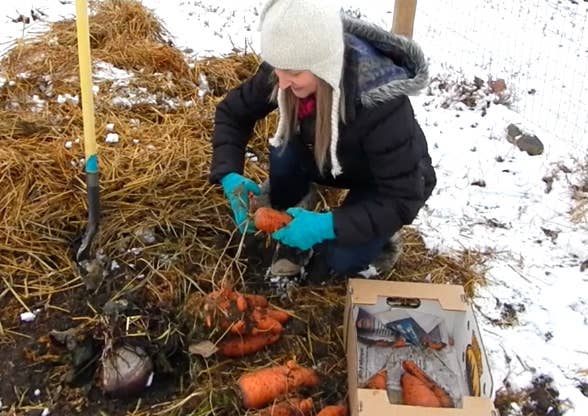 How to Overwinter Garden Carrots in the Ground - Dengarden