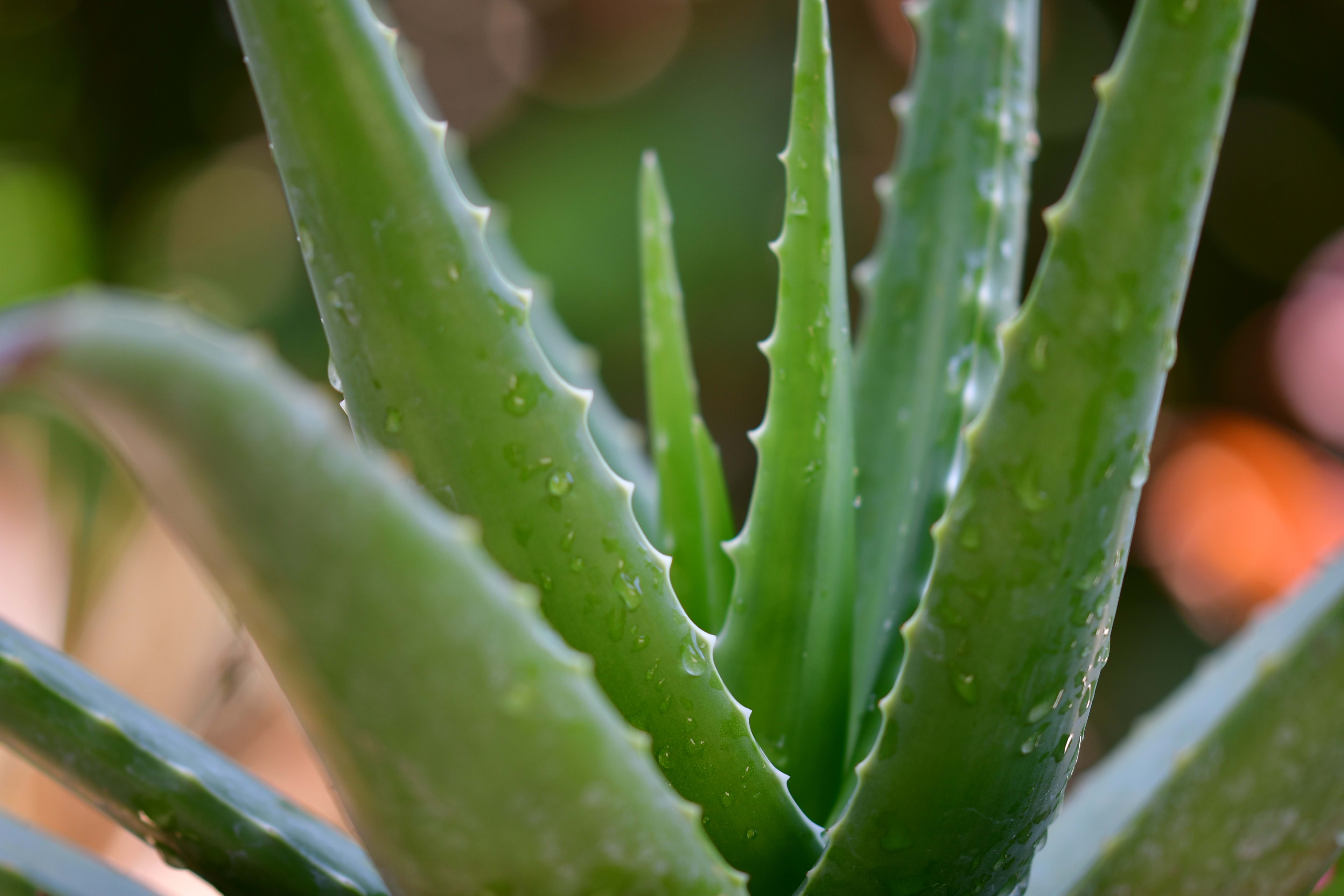 The Hidden Beauty of Xerophytes - Dengarden