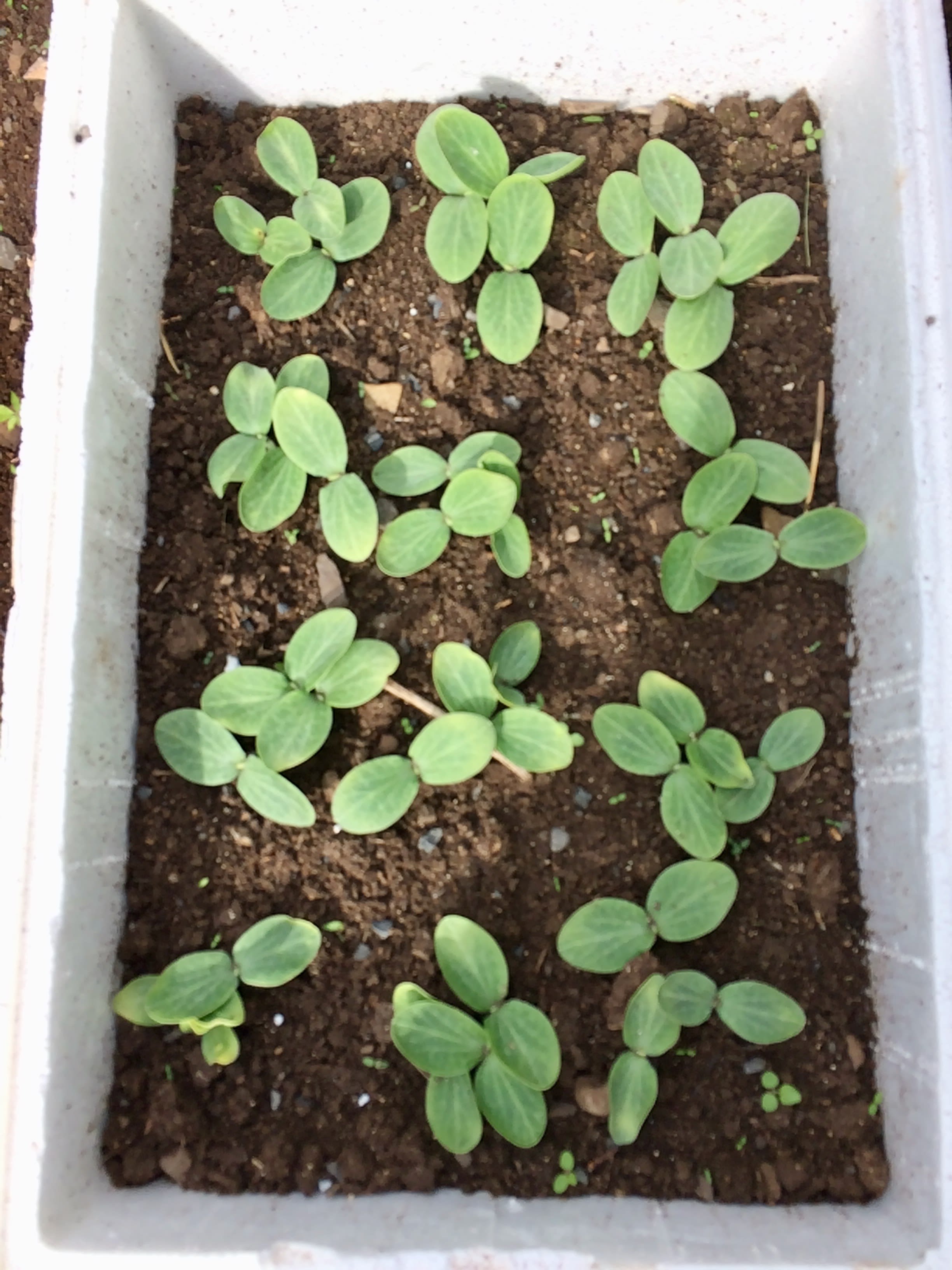 planting pumpkin seeds indoors