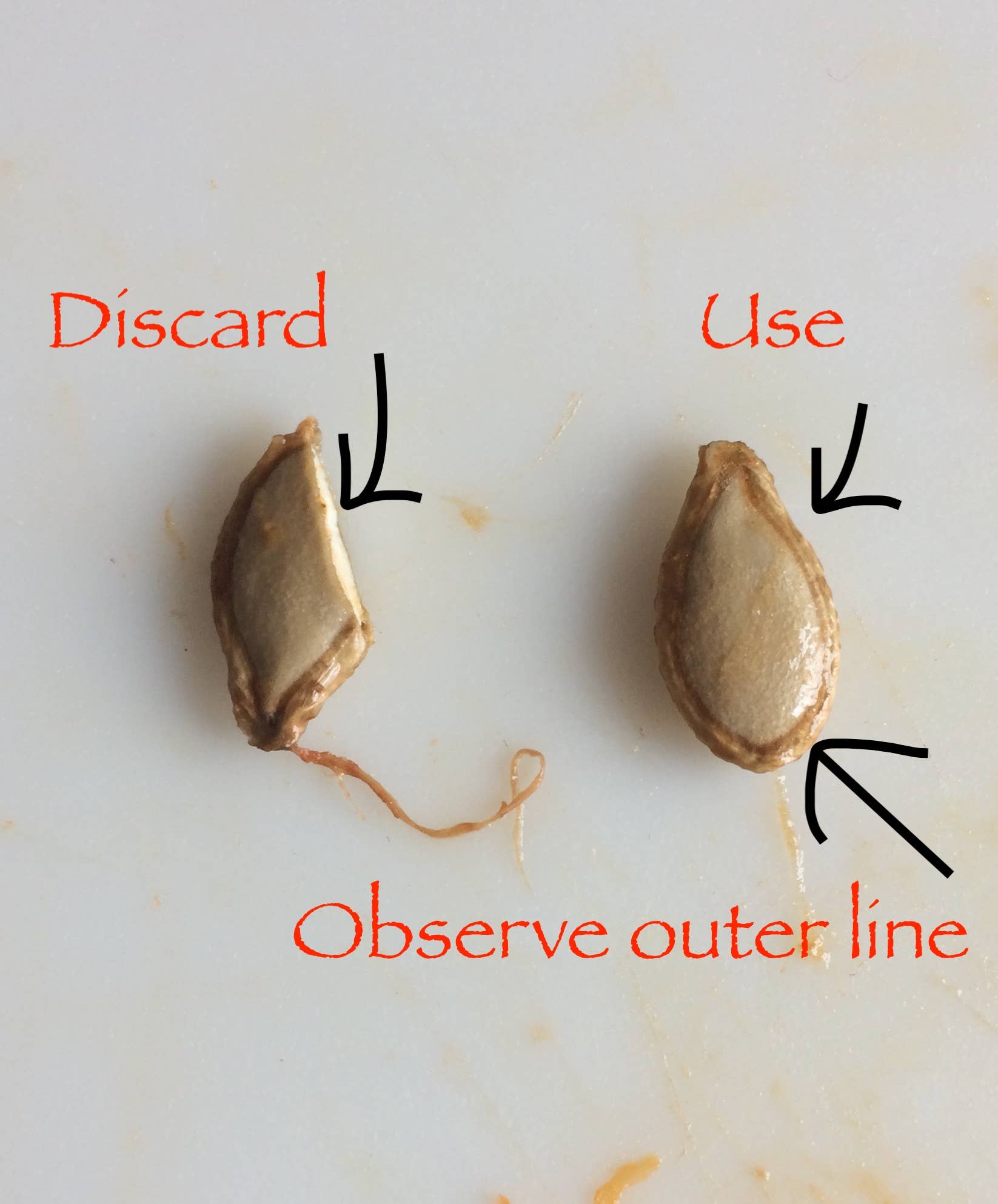 How to grow pumpkins in your garden - Dengarden