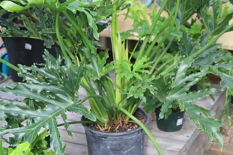 12 Poisonous Houseplants, Their Health Effects, and Safe Alternatives ...