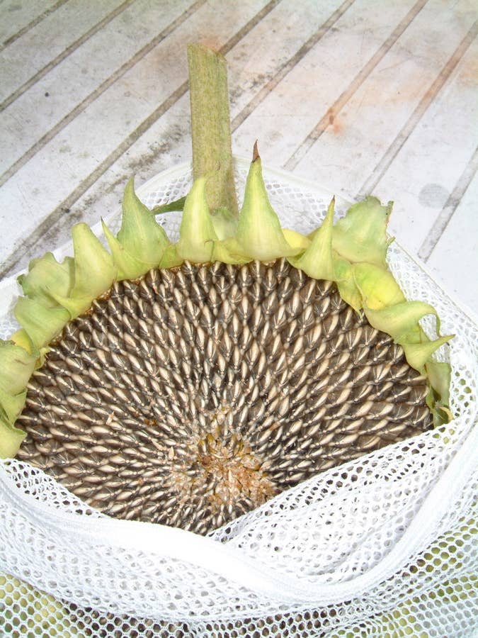 How to Grow Sunflowers From Seeds - Dengarden