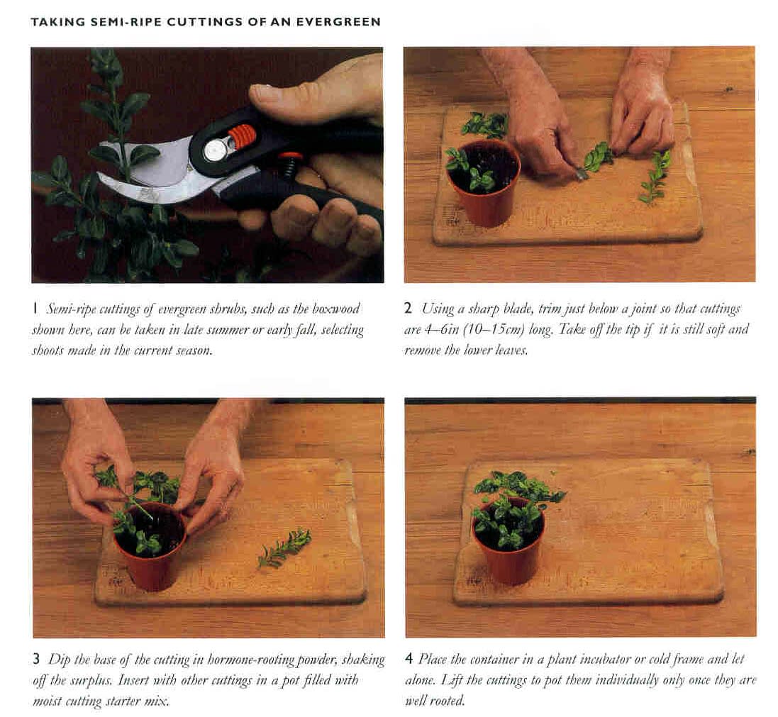 How to Grow Free Plants From Easy Cuttings: Snip and Stick - Dengarden