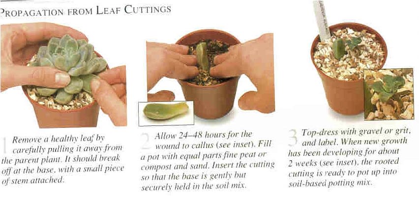 How to Grow Free Plants From Easy Cuttings: Snip and Stick - Dengarden