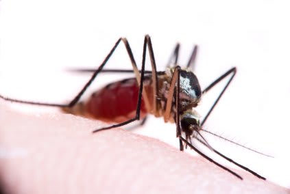 All About Mosquito Facts - Dengarden