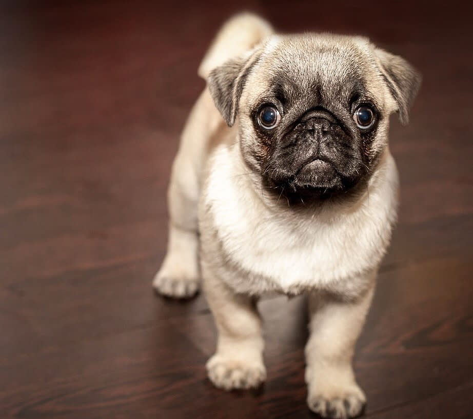 Silverfish Features, Life Cycle, Effects, and Pest Control - Dengarden