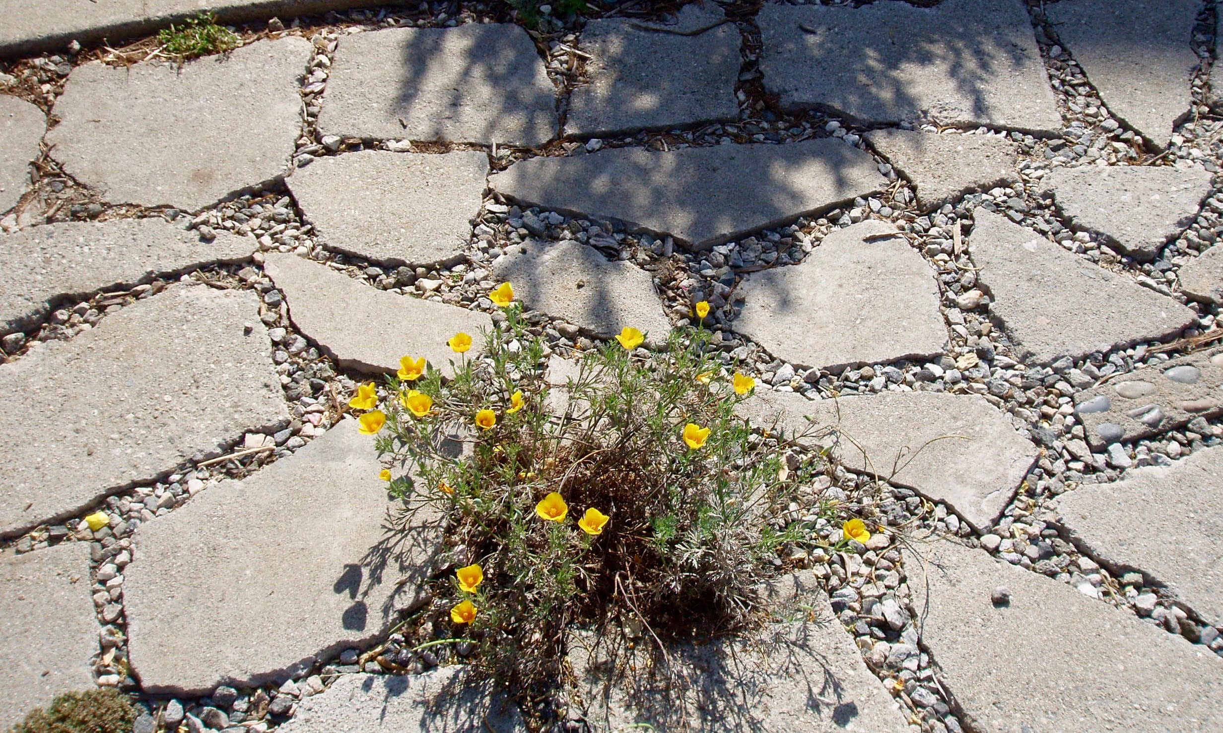 Softscape and Hardscape: Garden Components - Dengarden