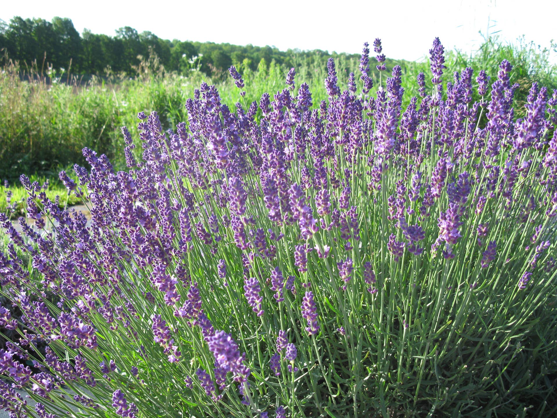 The Best French & English Lavender Varieties to Grow in Zone 5 - Dengarden