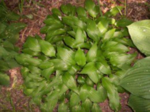 How to Plant and Grow Hostas - Dengarden