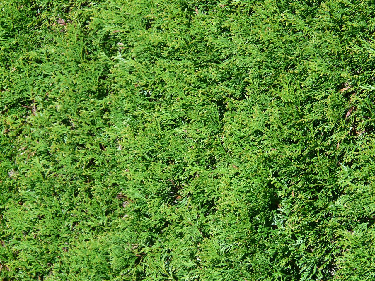 The 8 Best Hedge Plants - Dengarden