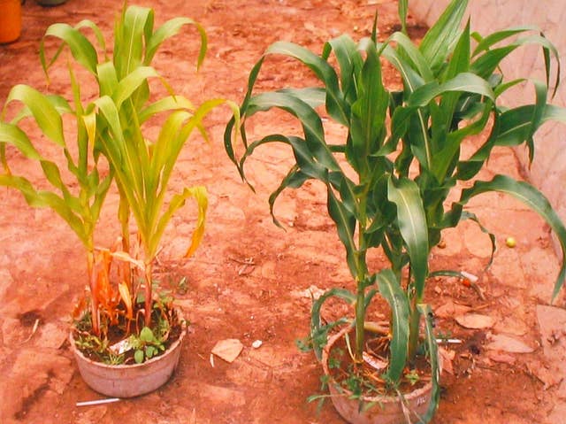 Can You Use Urine to Fertilize Plants? - Dengarden