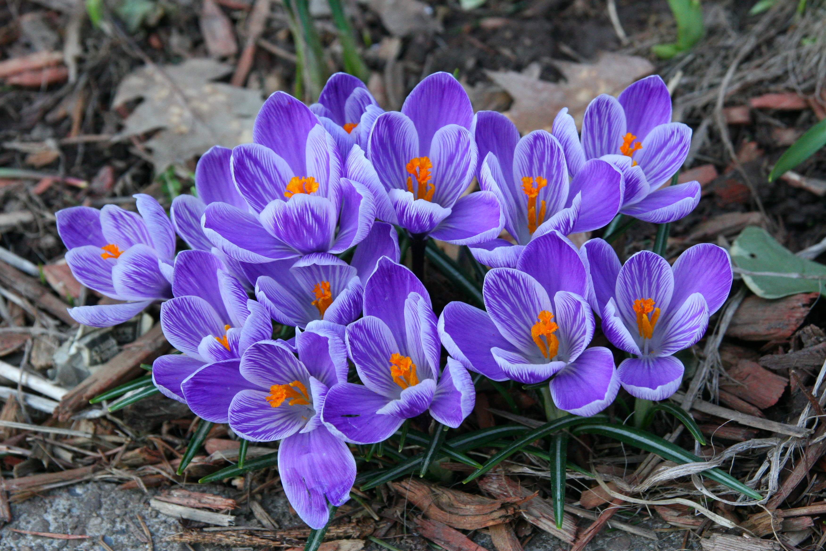 How to Design a Garden for Beginners - Dengarden