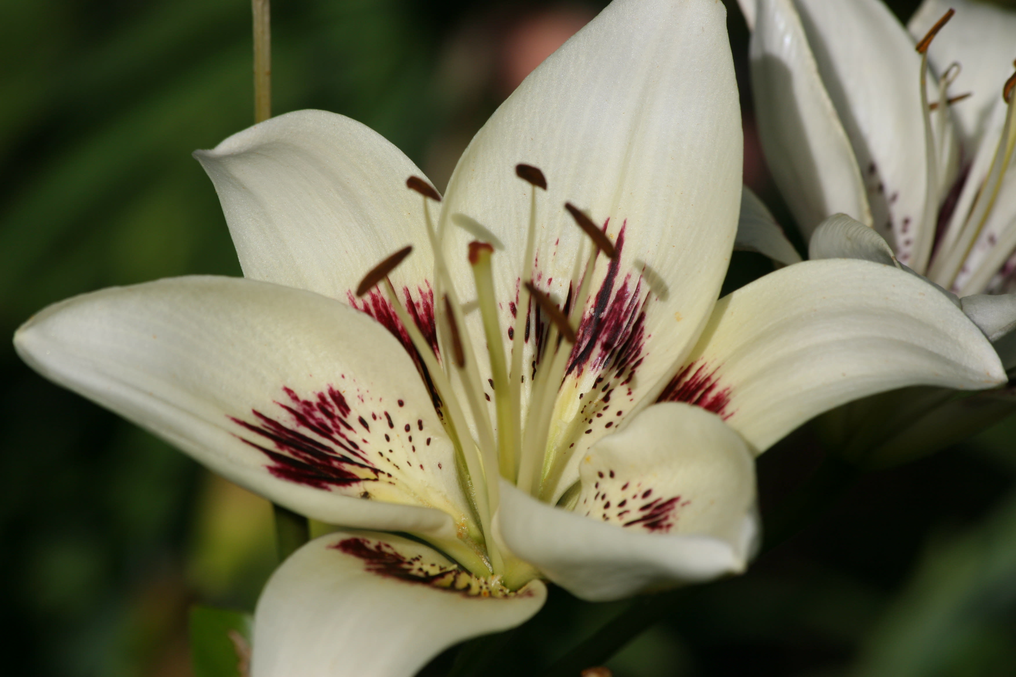 How to Design a Garden for Beginners - Dengarden