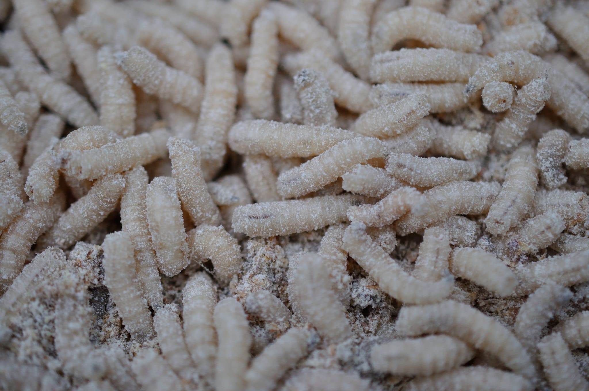 What Are Maggots and How to Get Rid of Them - Dengarden