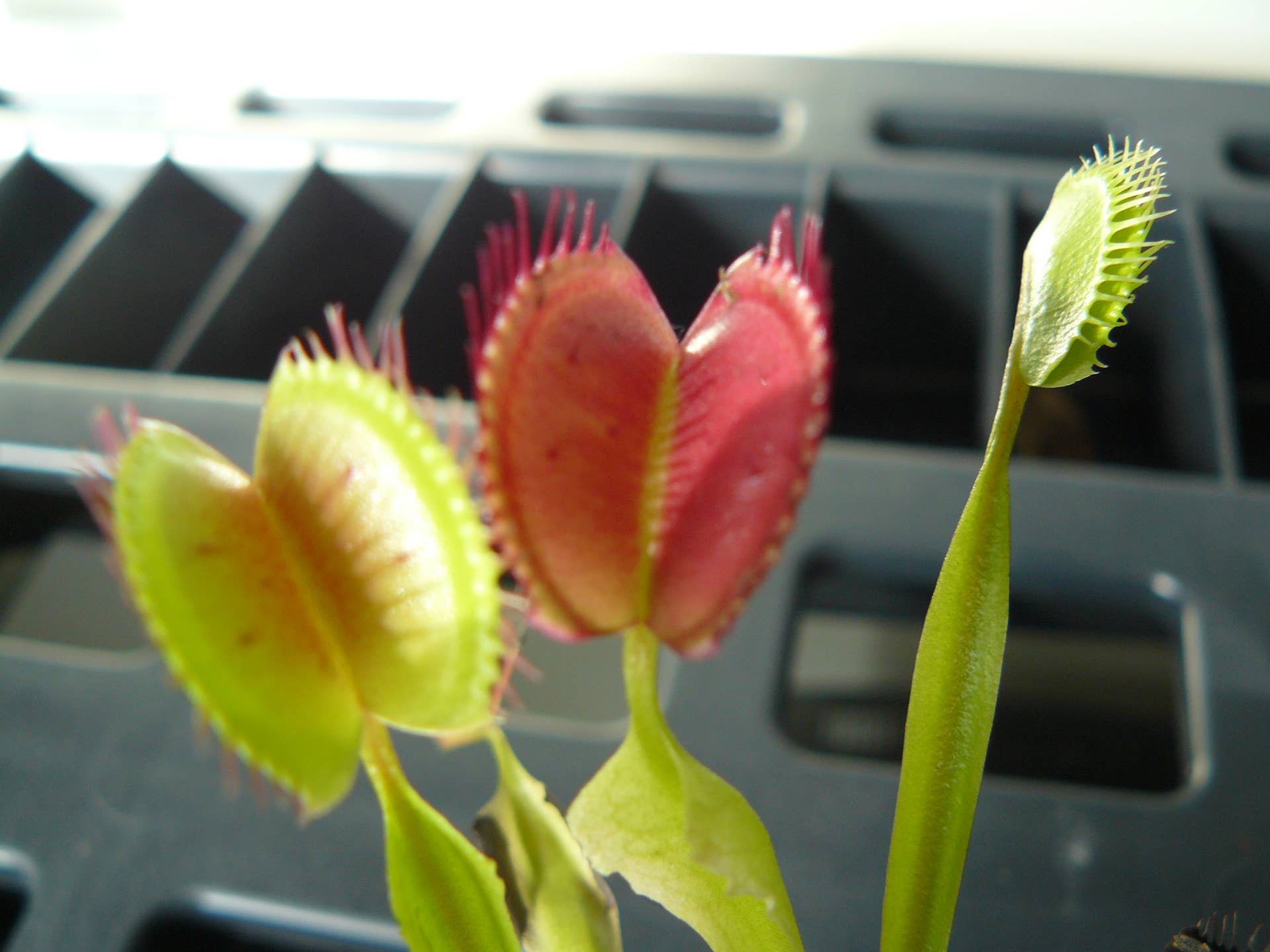 Facts and Myths About Caring for a Venus Flytrap Indoors - Dengarden