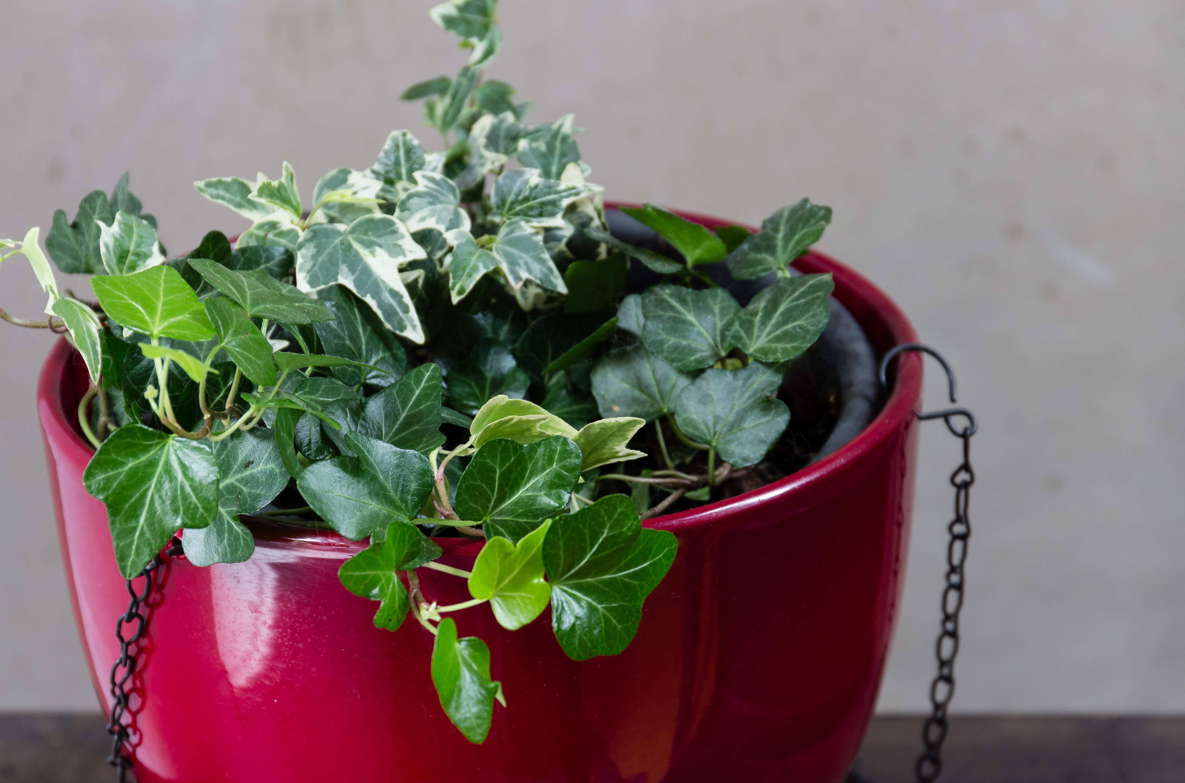 10 Toxic Houseplants That Are Dangerous for Children and Pets - Dengarden