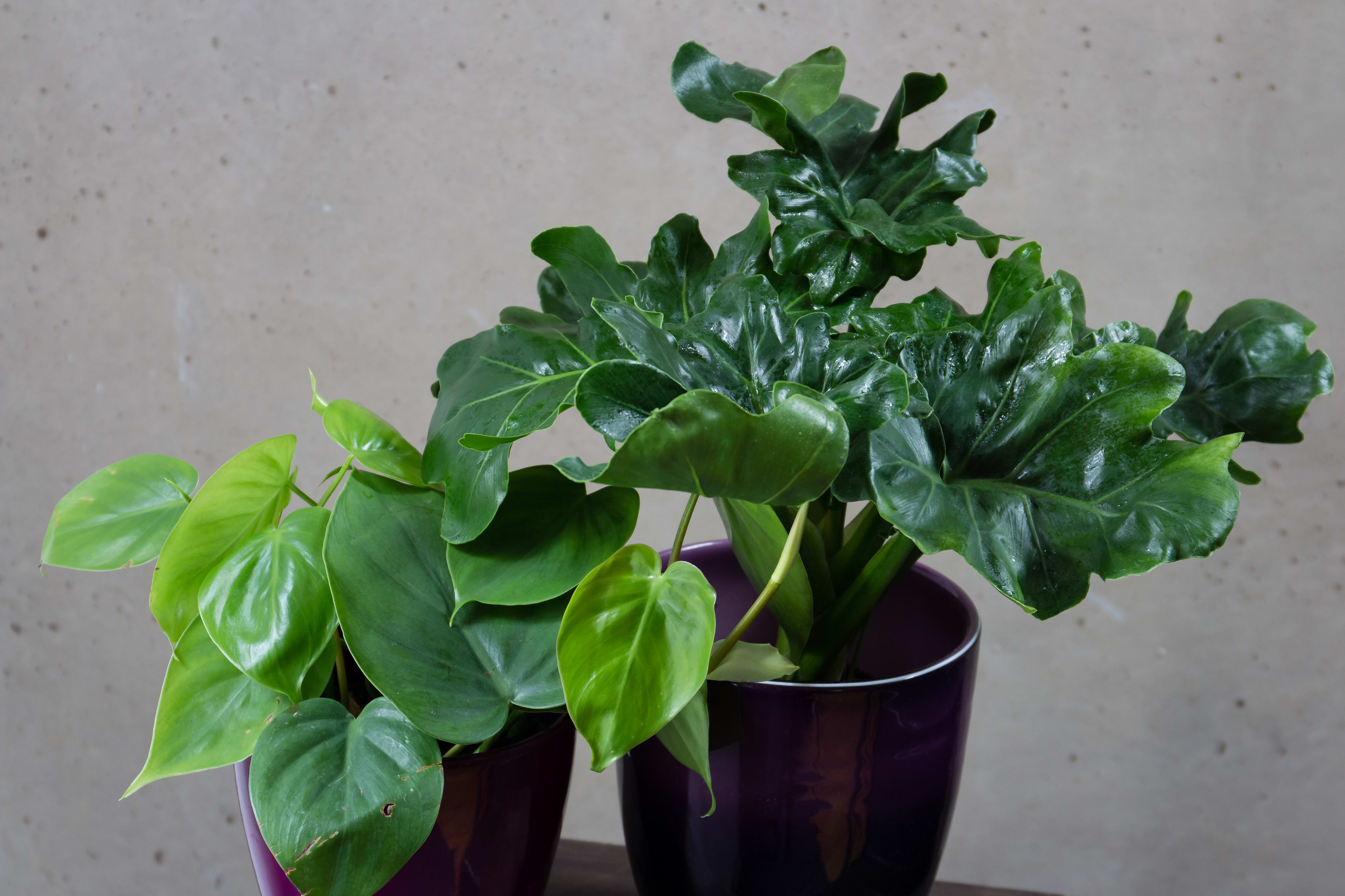 10 Toxic Houseplants That Are Dangerous for Children and Pets - Dengarden
