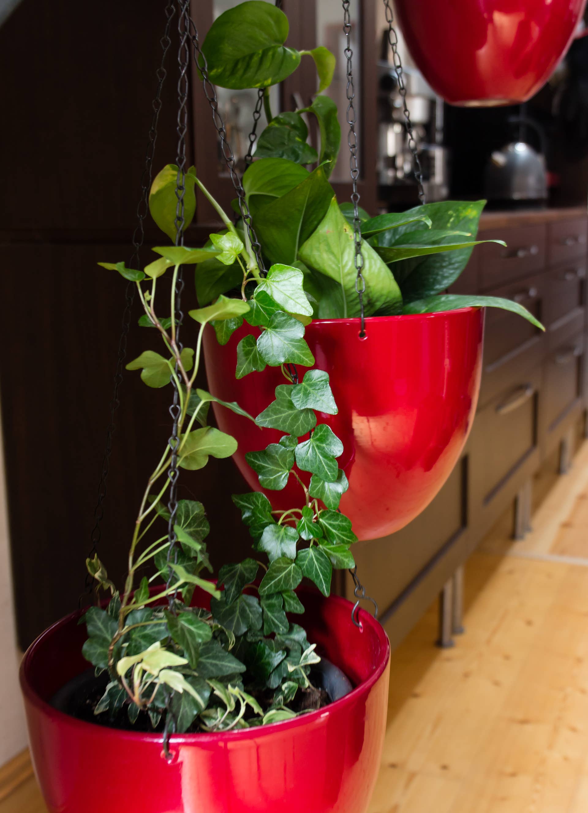 10 Toxic Houseplants That Are Dangerous for Children and Pets - Dengarden