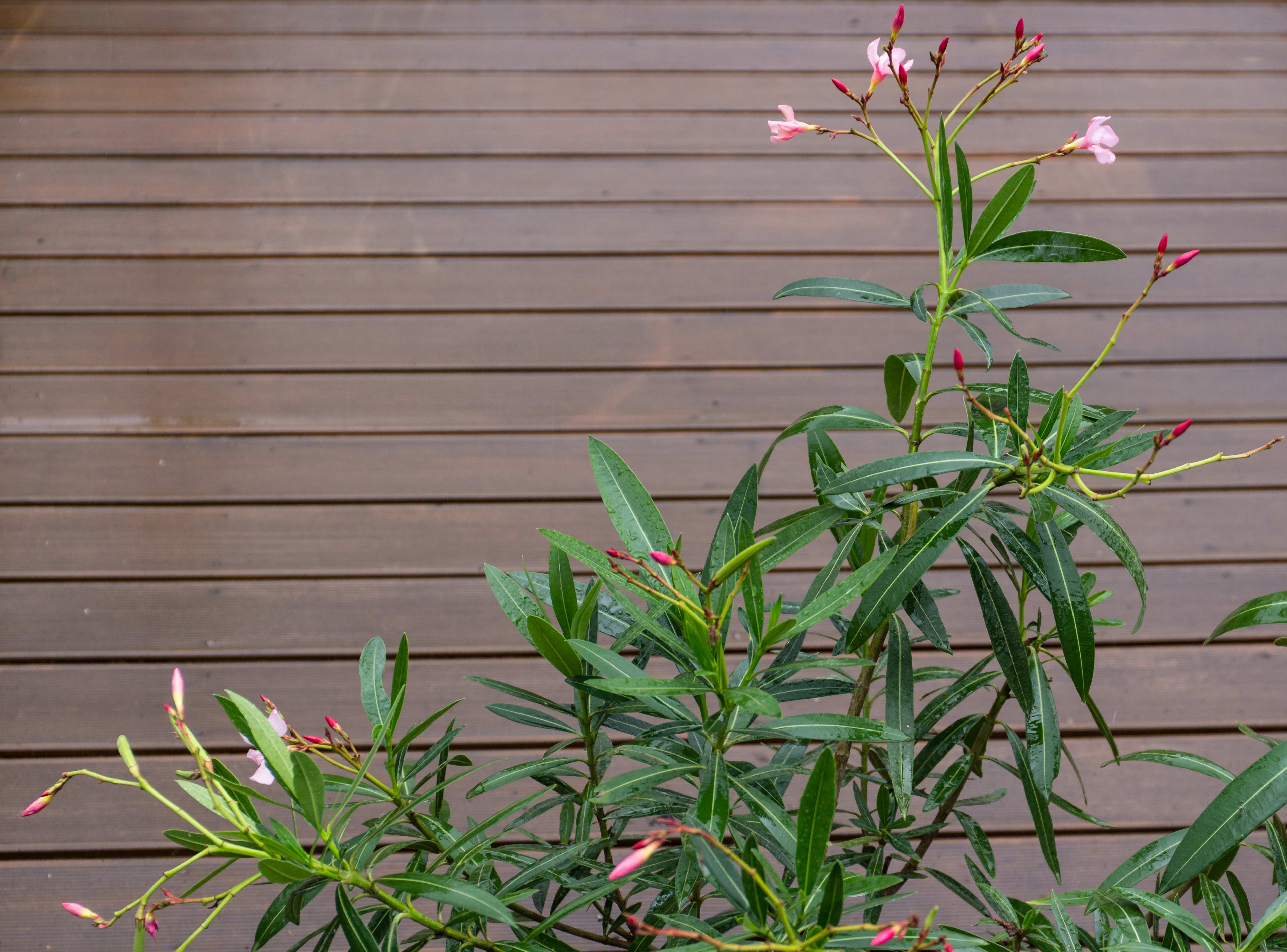 10 Toxic Houseplants That Are Dangerous for Children and Pets - Dengarden