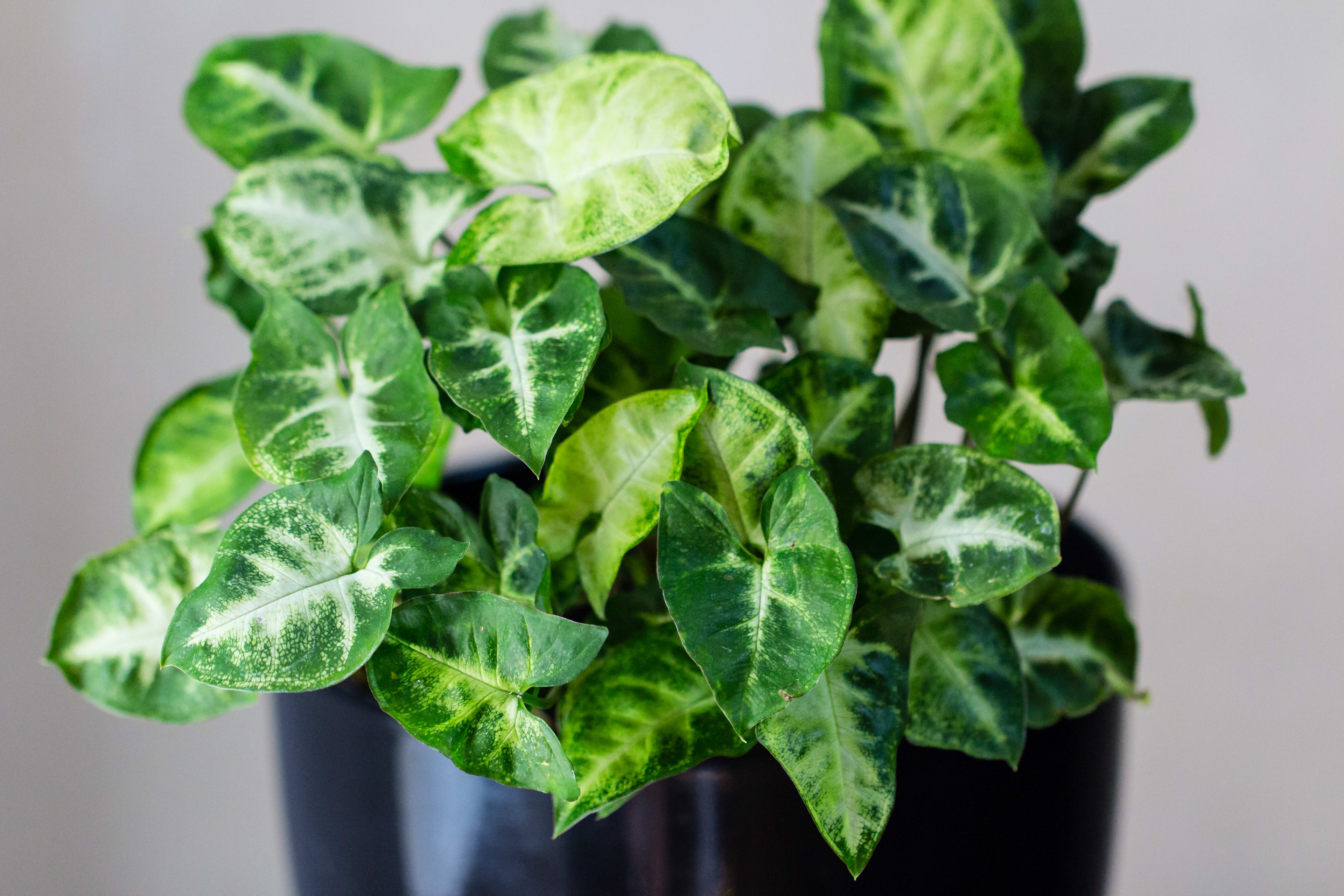 10 Toxic Houseplants That Are Dangerous for Children and Pets - Dengarden