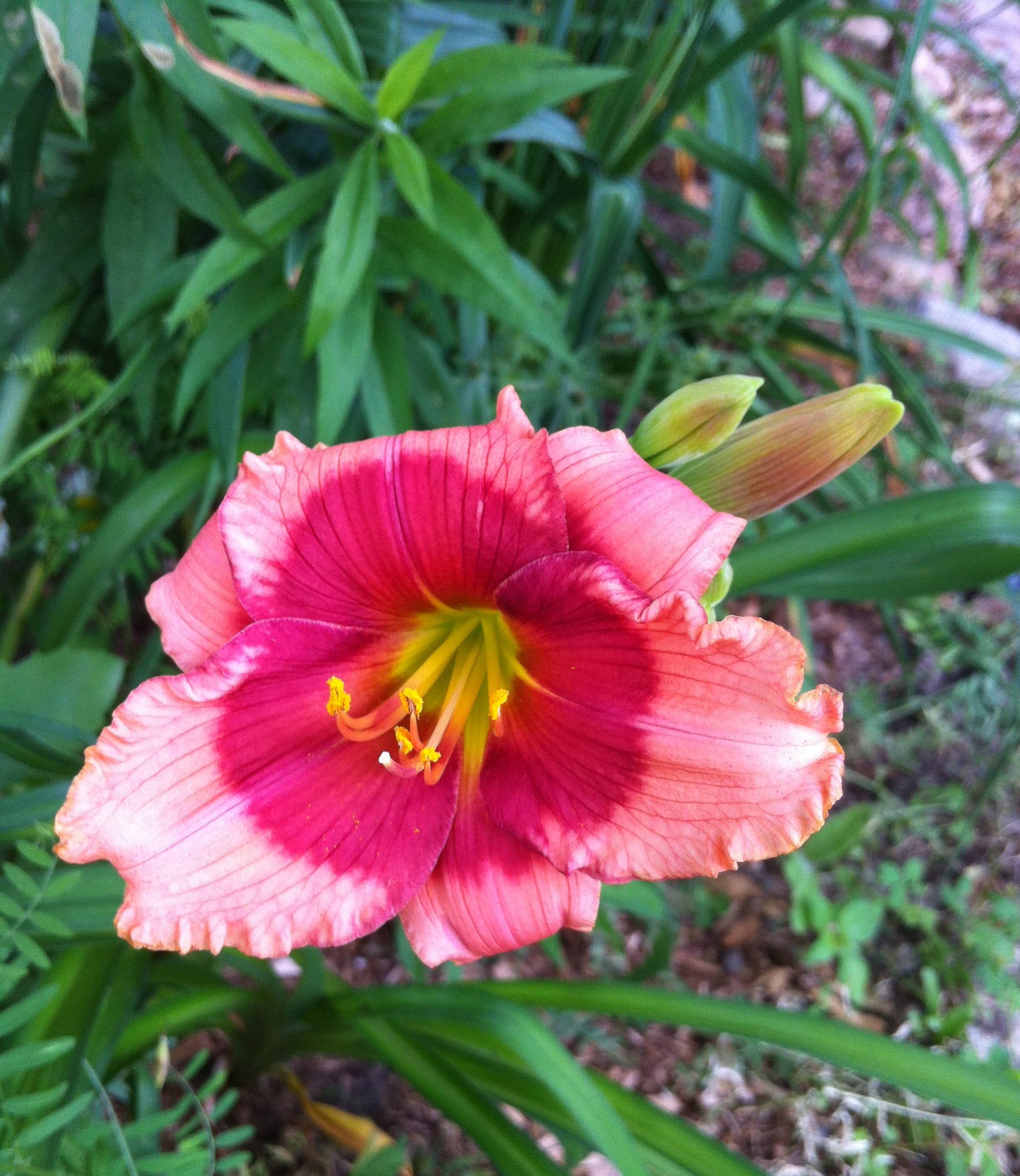Grow Daylilies for a Low-Maintenance Garden (With Photos) - Dengarden