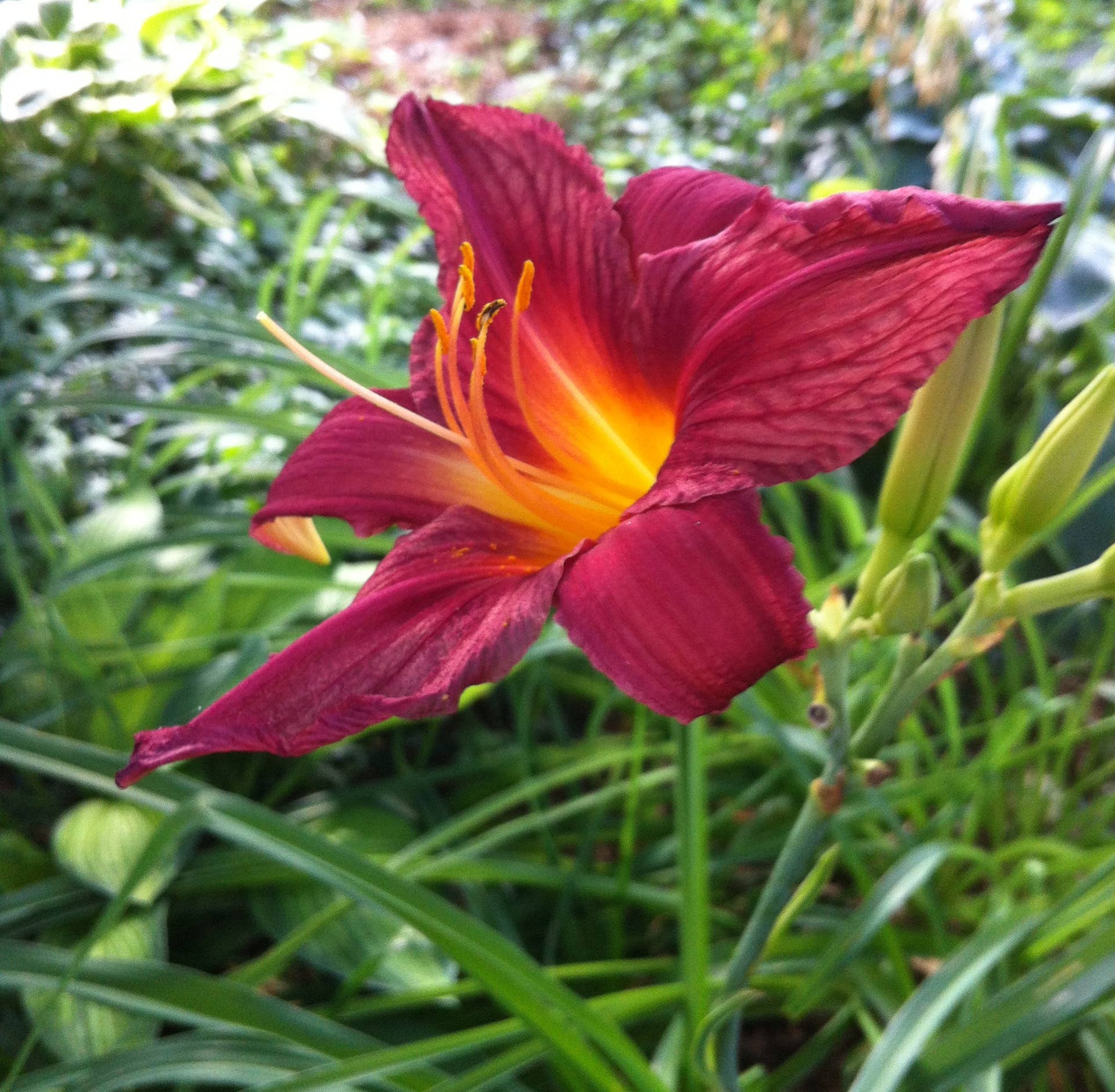 Grow Daylilies for a Low-Maintenance Garden (With Photos) - Dengarden