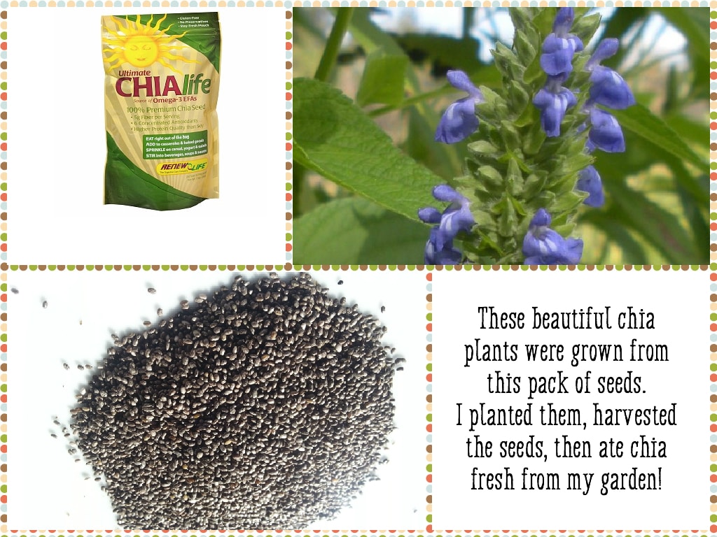 How I Grow and Harvest Organic Chia Seeds - Dengarden