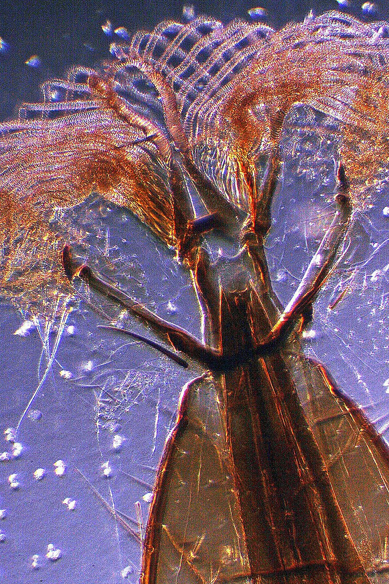 How Houseflies Can Bring Dangerous Bacteria Into Your Home - Dengarden