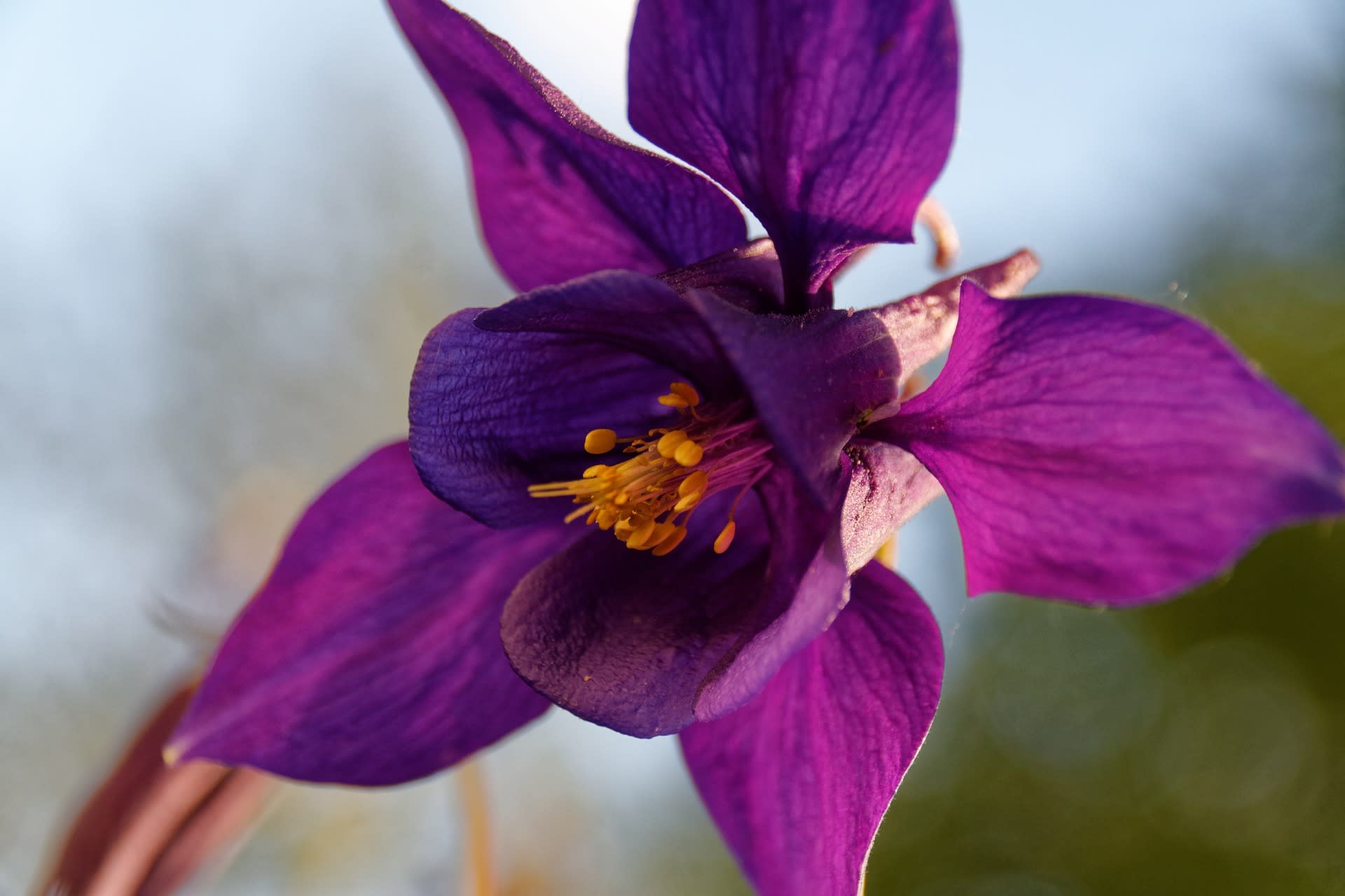 How to Grow and Care for Columbine Flowers - Dengarden